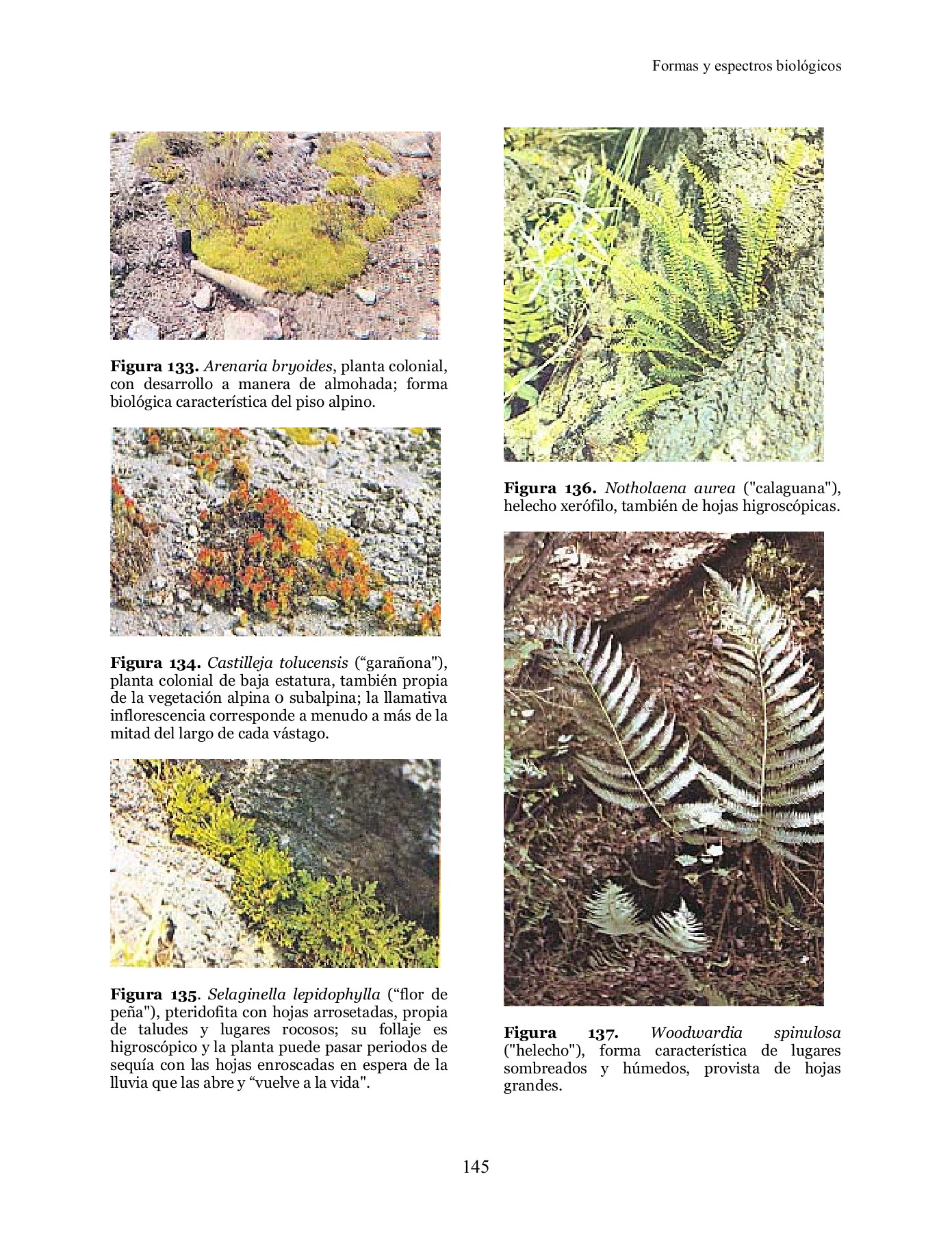 VEGETACION_DE_MEXICO_Jerzy_Rzedowski - virginia.corona - Página 149 ...