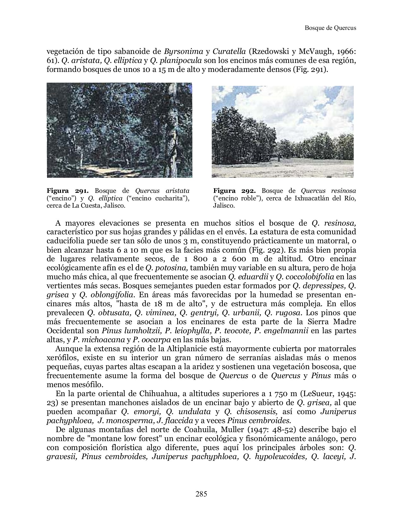 VEGETACION_DE_MEXICO_Jerzy_Rzedowski - virginia.corona - Página 290 ...