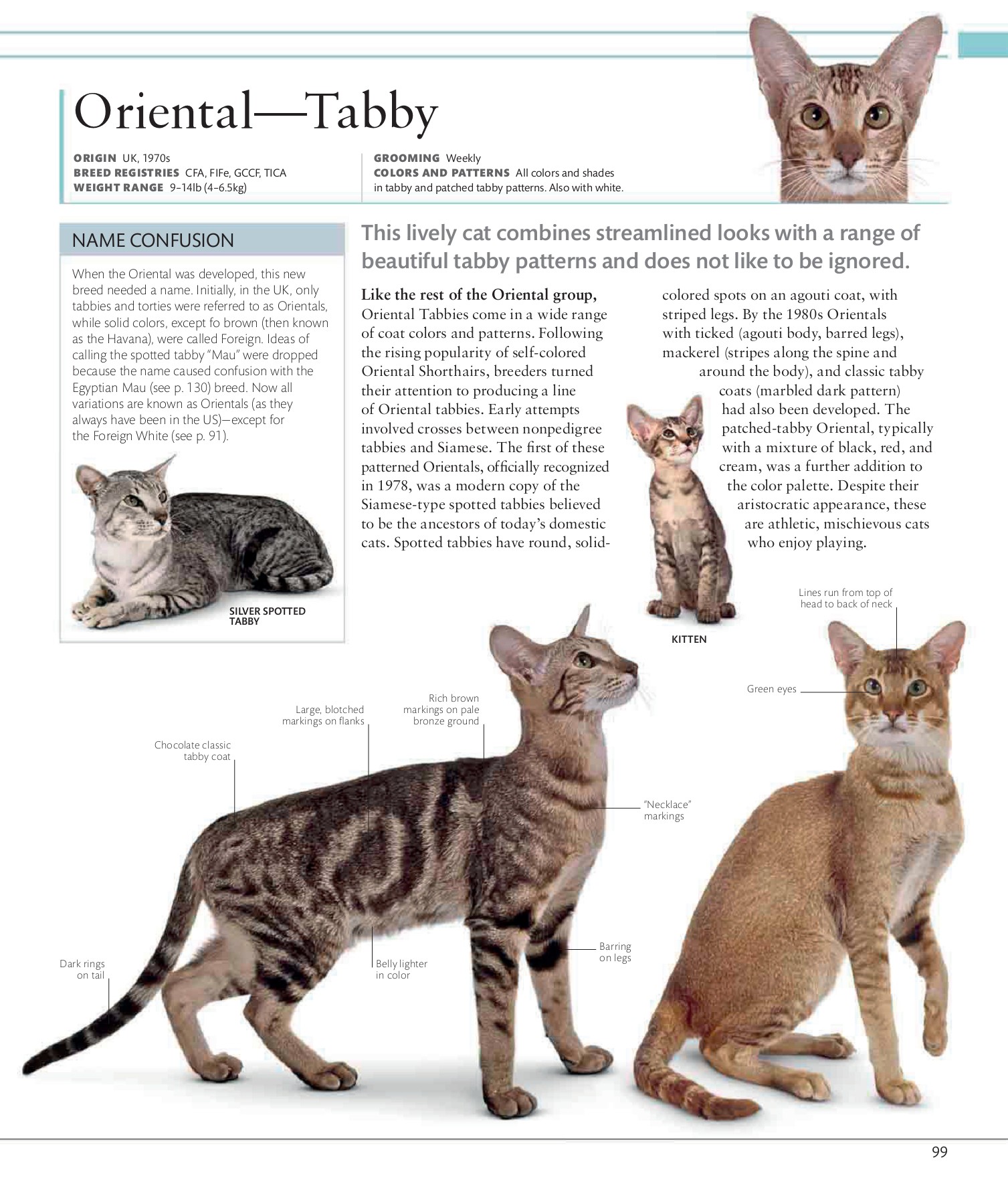 The cat encyclopedia _ the definitive visual guide - Setiowati - Page ...