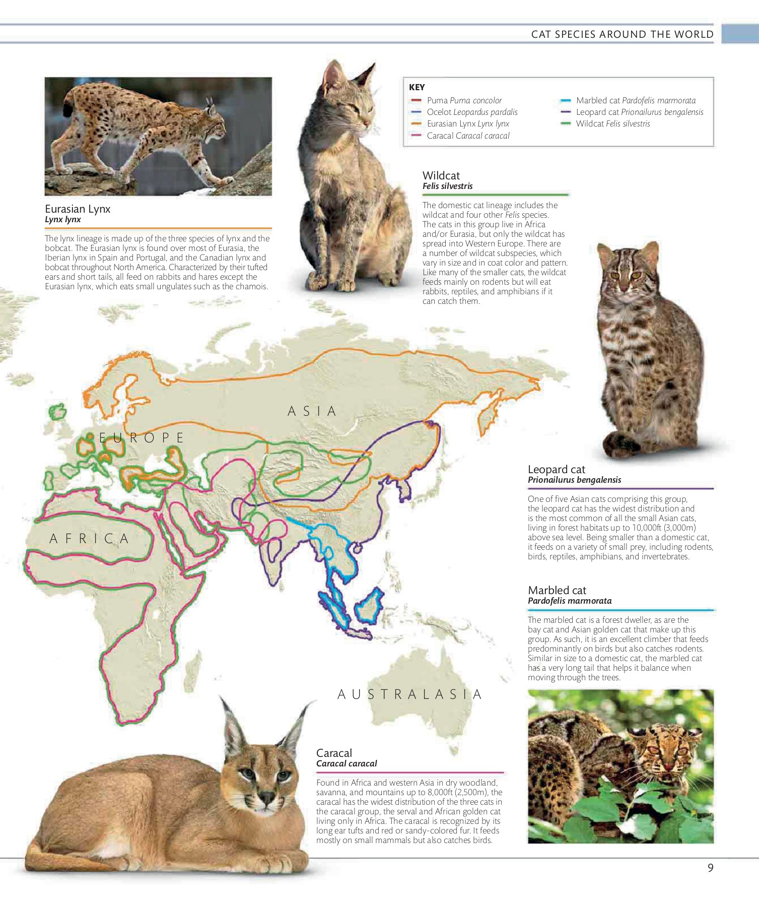 The cat encyclopedia _ the definitive visual guide - Setiowati - Page ...