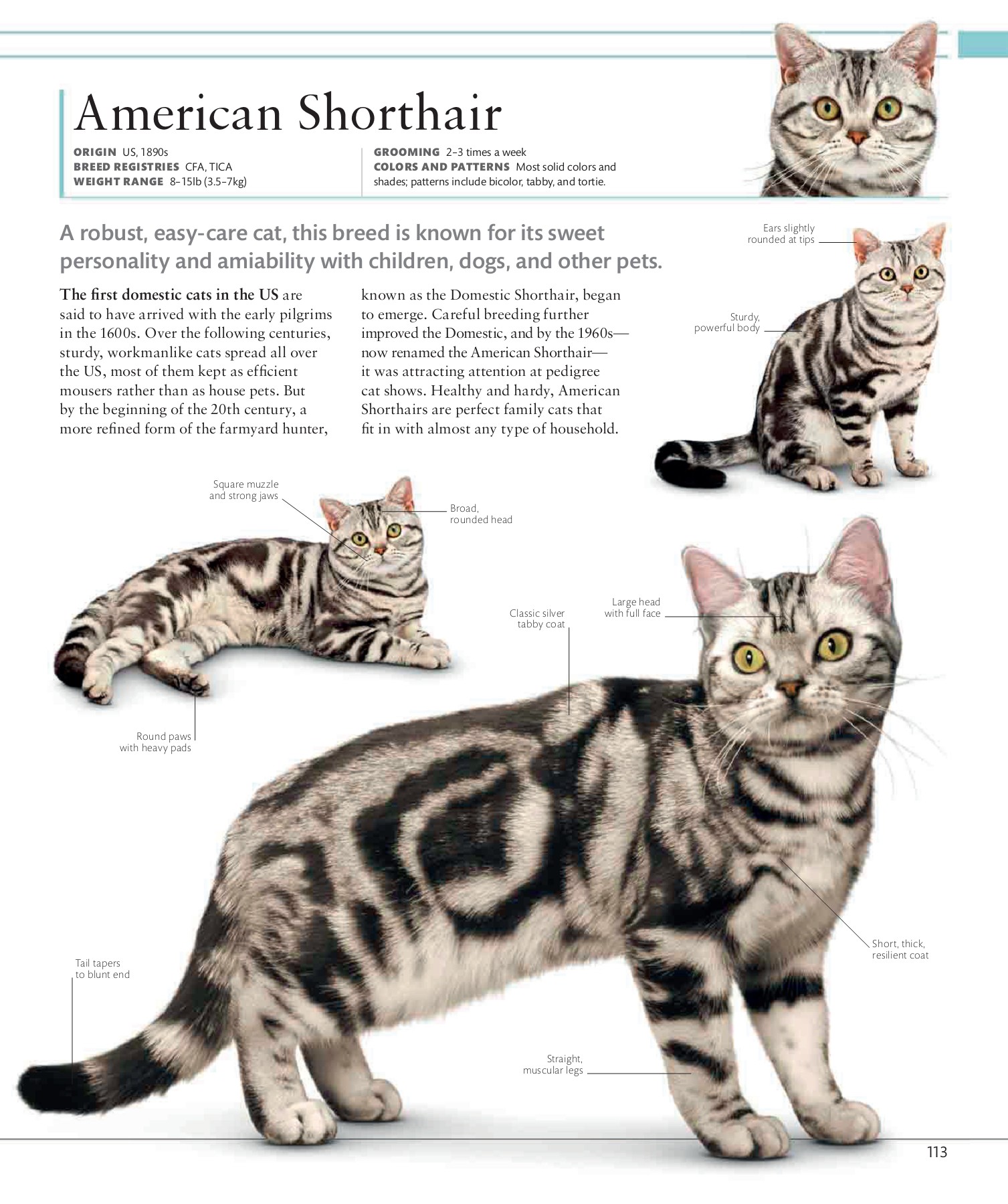 The cat encyclopedia _ the definitive visual guide - Setiowati - Page ...