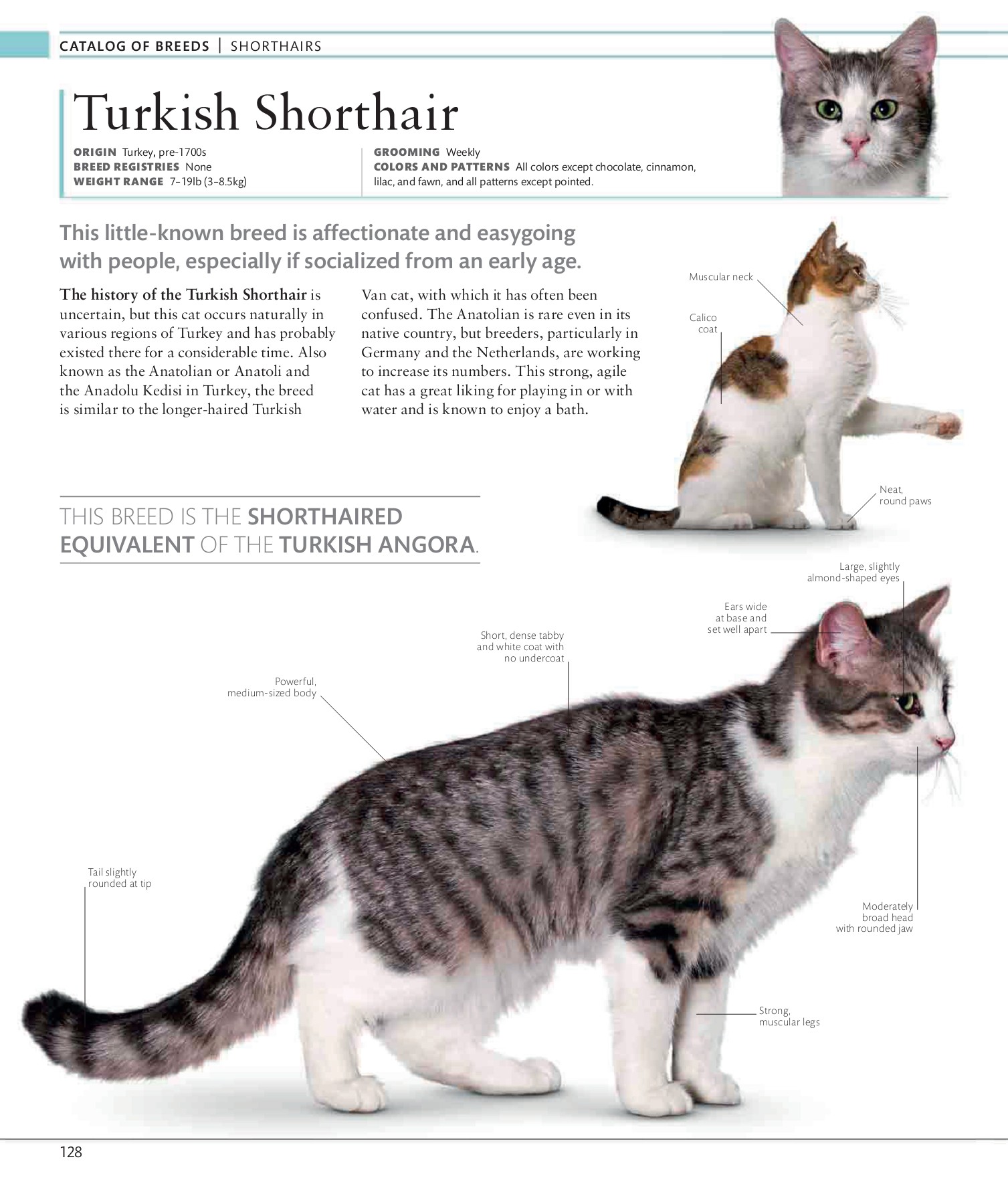 The cat encyclopedia _ the definitive visual guide - Setiowati - Page ...