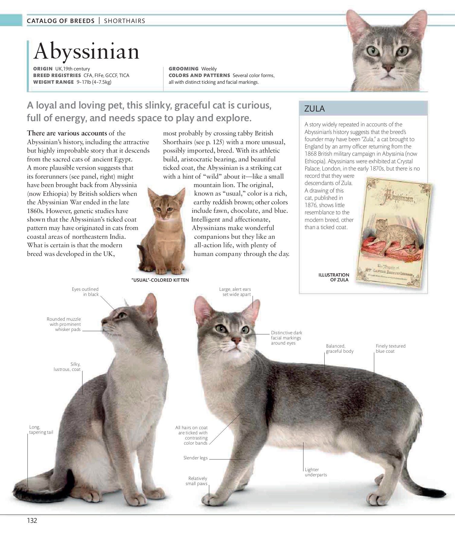 The cat encyclopedia _ the definitive visual guide - Setiowati - Page ...