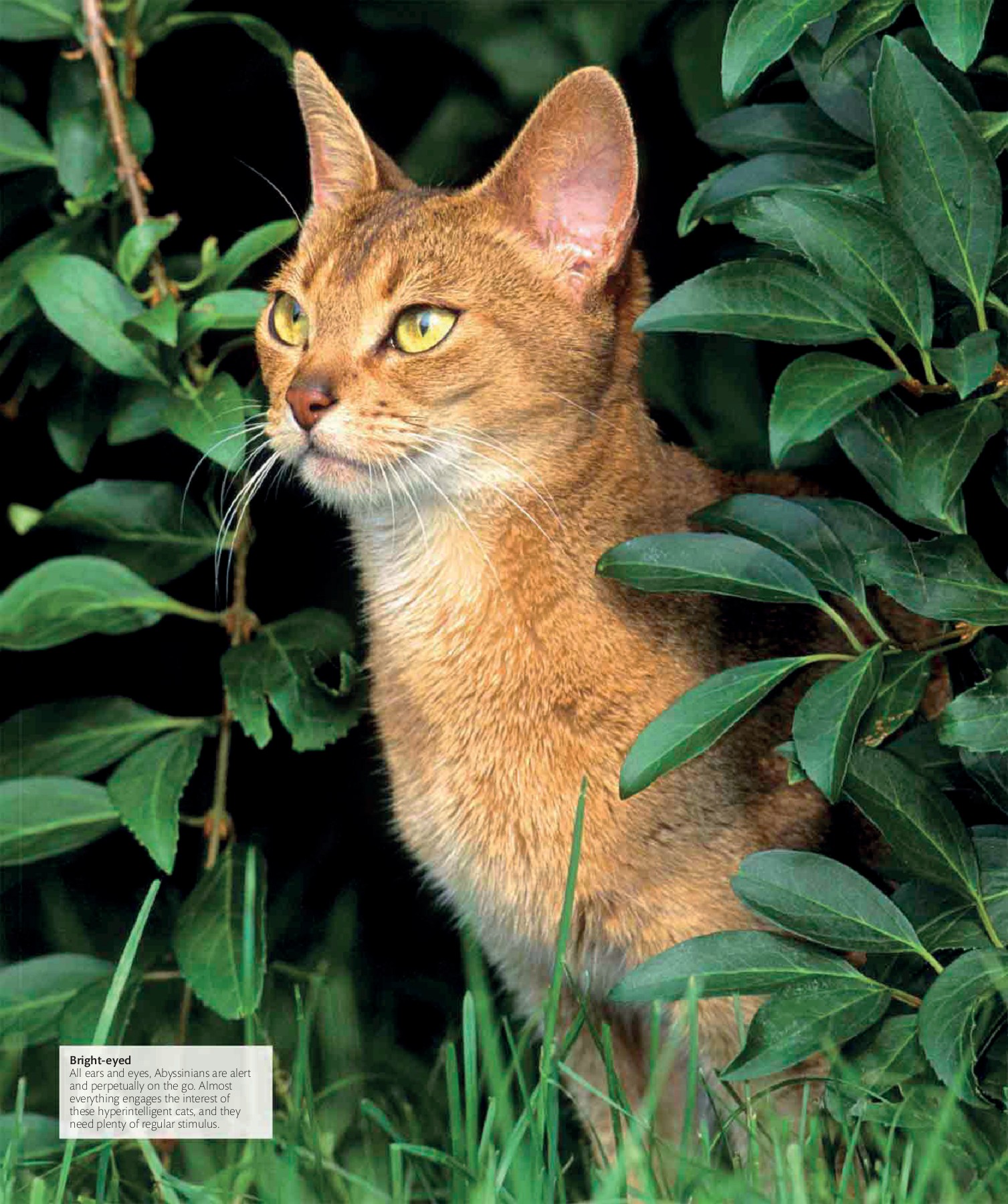 The cat encyclopedia _ the definitive visual guide - Setiowati - Page ...