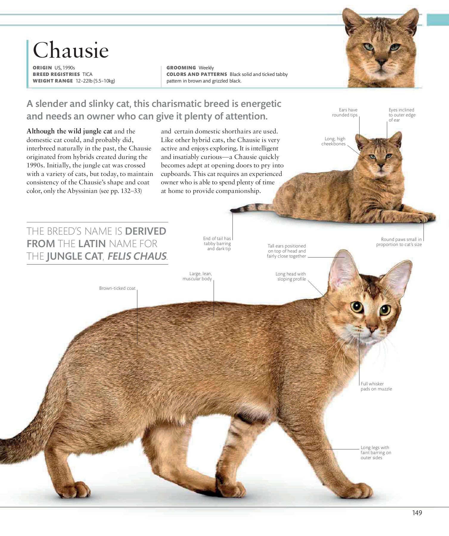 The cat encyclopedia _ the definitive visual guide - Setiowati - Page ...