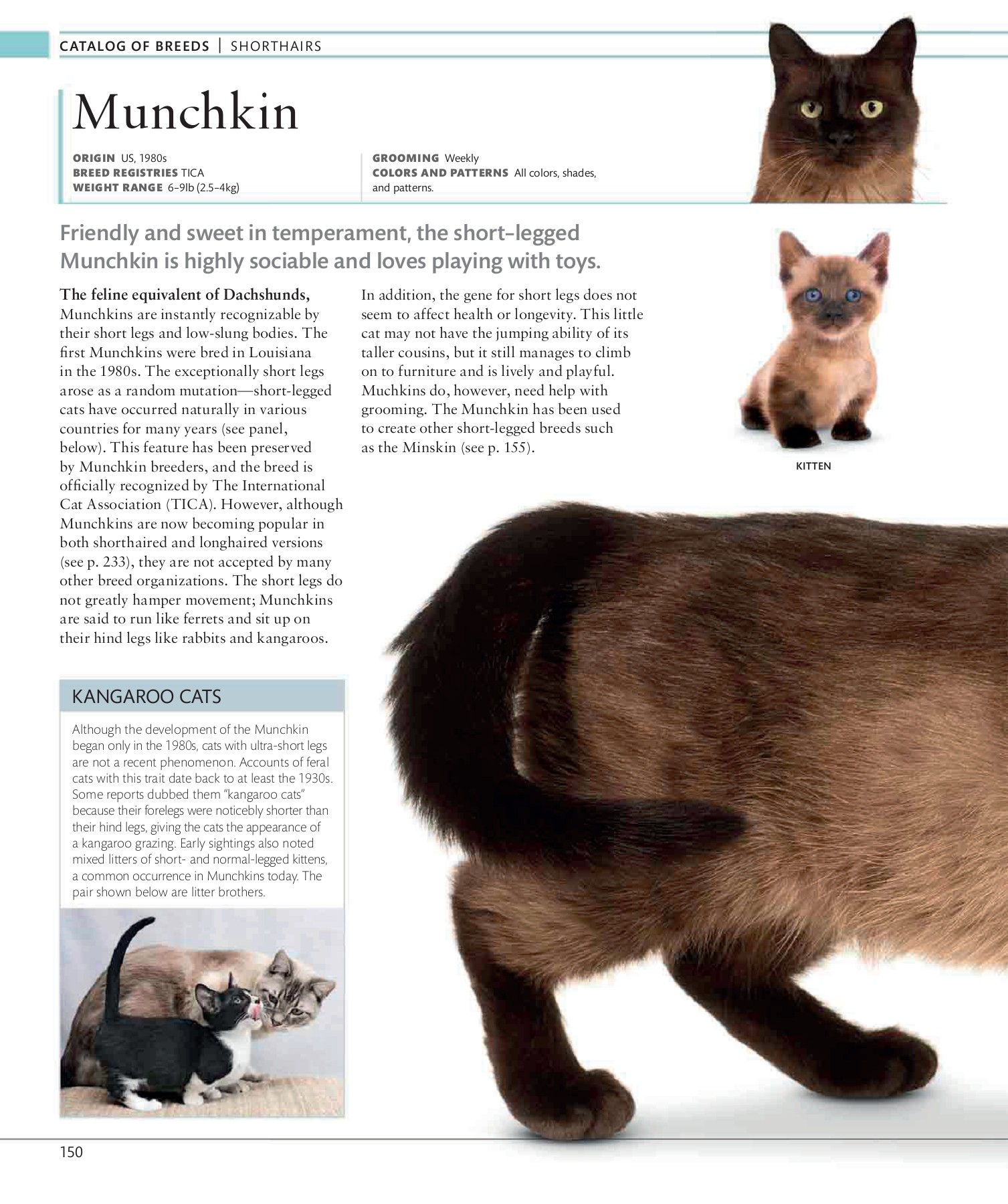The cat encyclopedia _ the definitive visual guide - Setiowati - Page ...