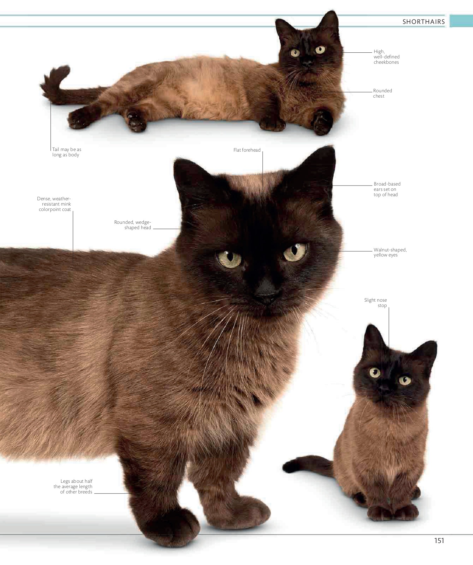 The cat encyclopedia _ the definitive visual guide - Setiowati - Page ...