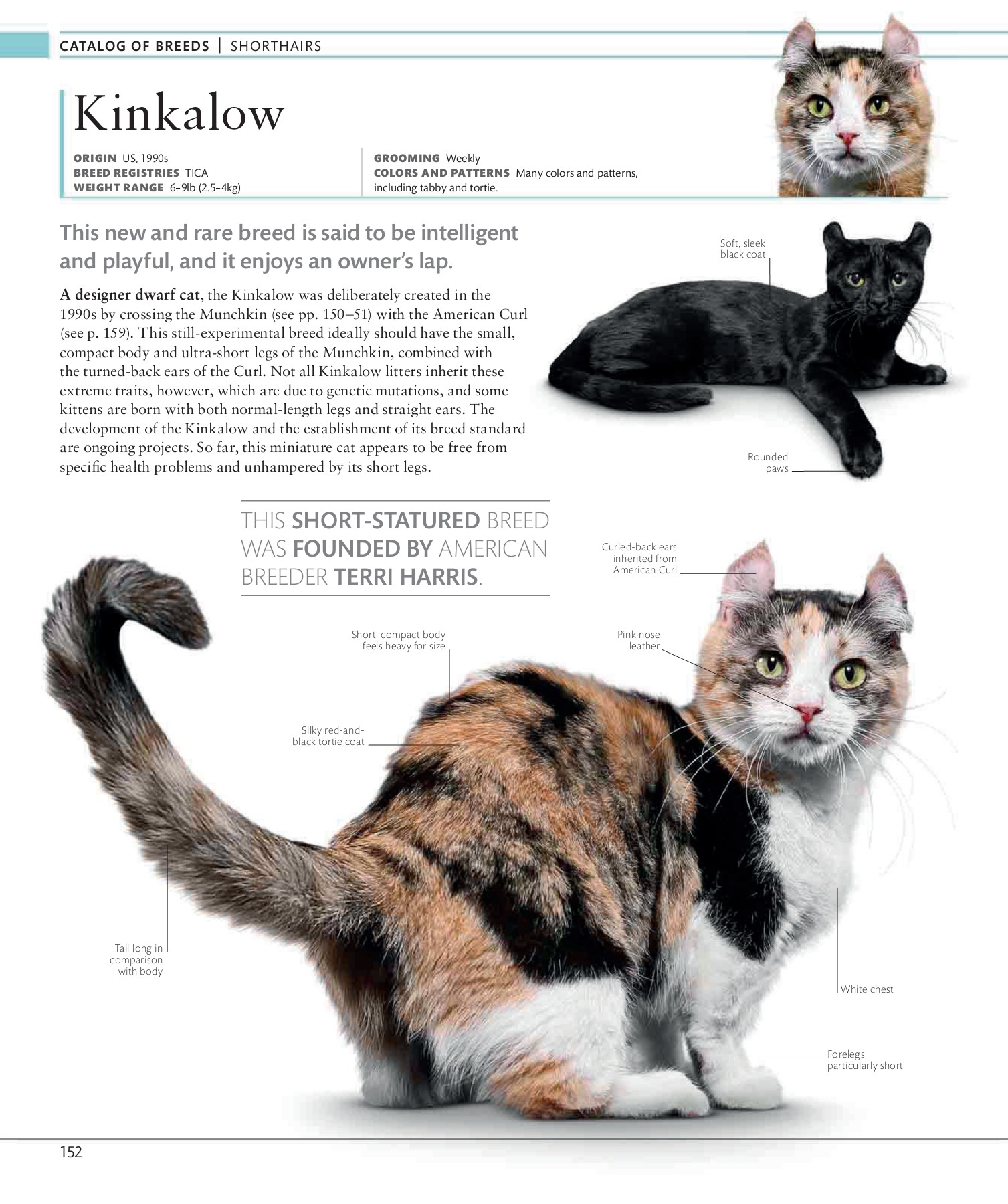 The cat encyclopedia _ the definitive visual guide - Setiowati - Page ...