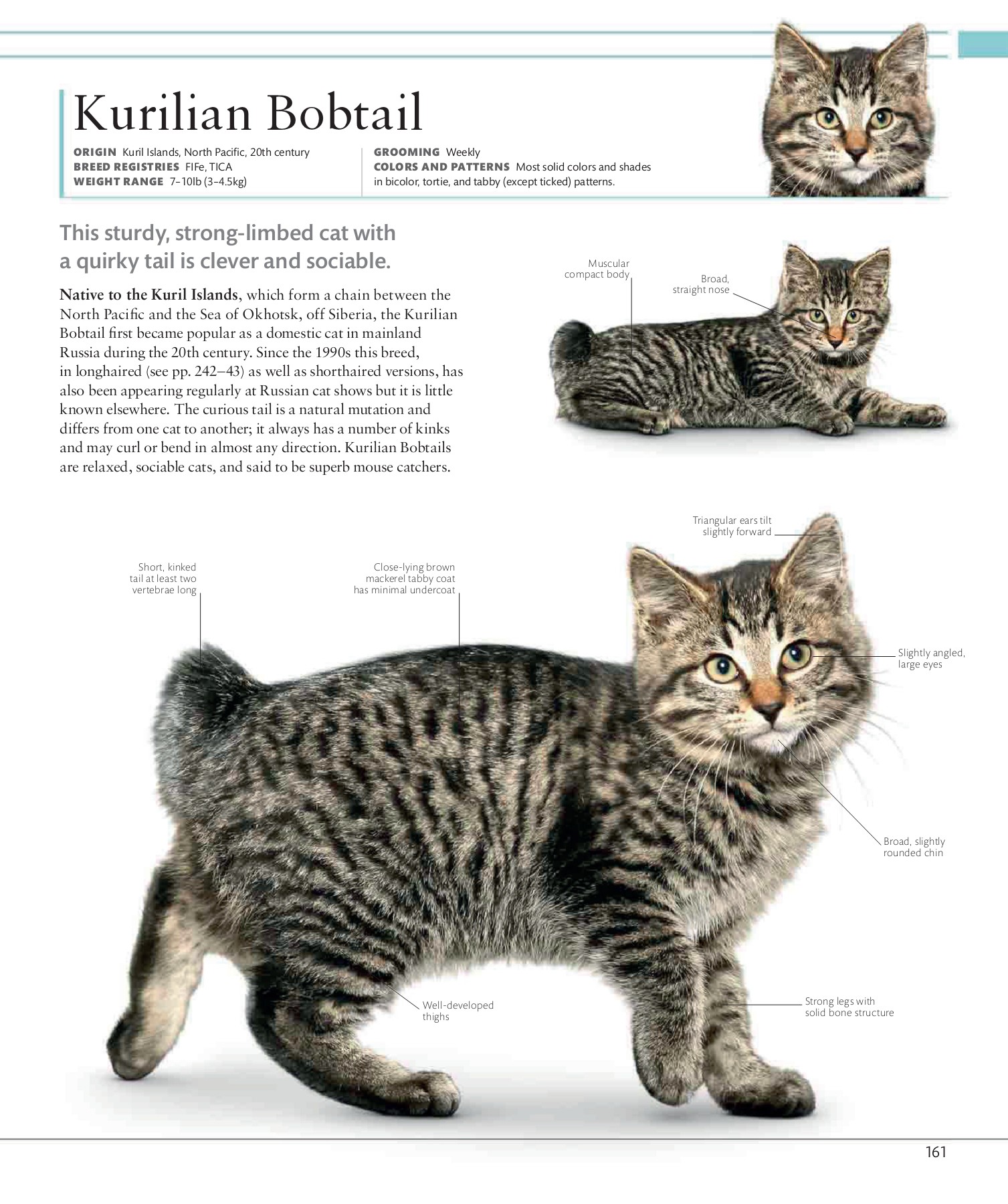 The cat encyclopedia _ the definitive visual guide - Setiowati - Page ...