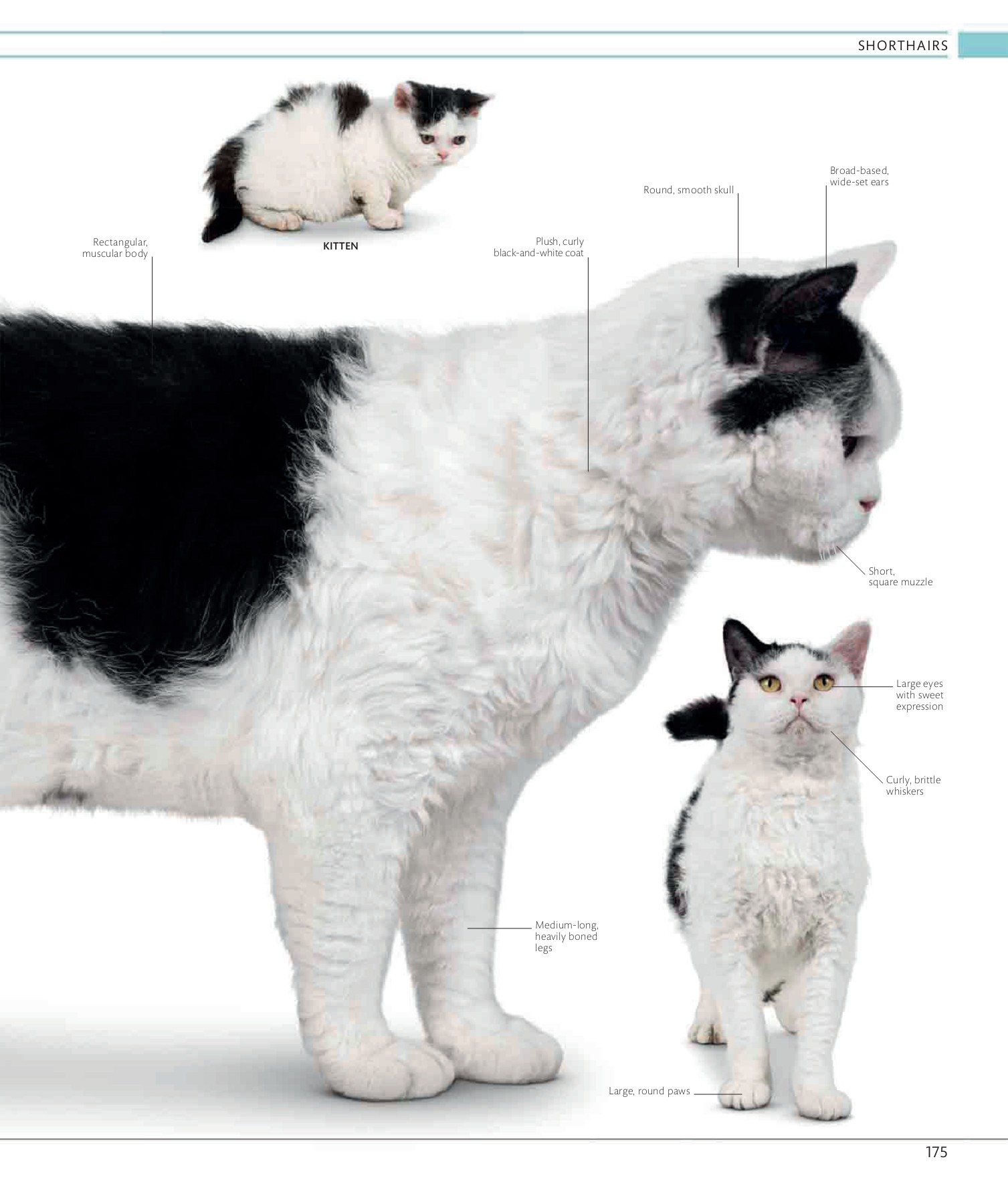 The cat encyclopedia _ the definitive visual guide - Setiowati - Page ...