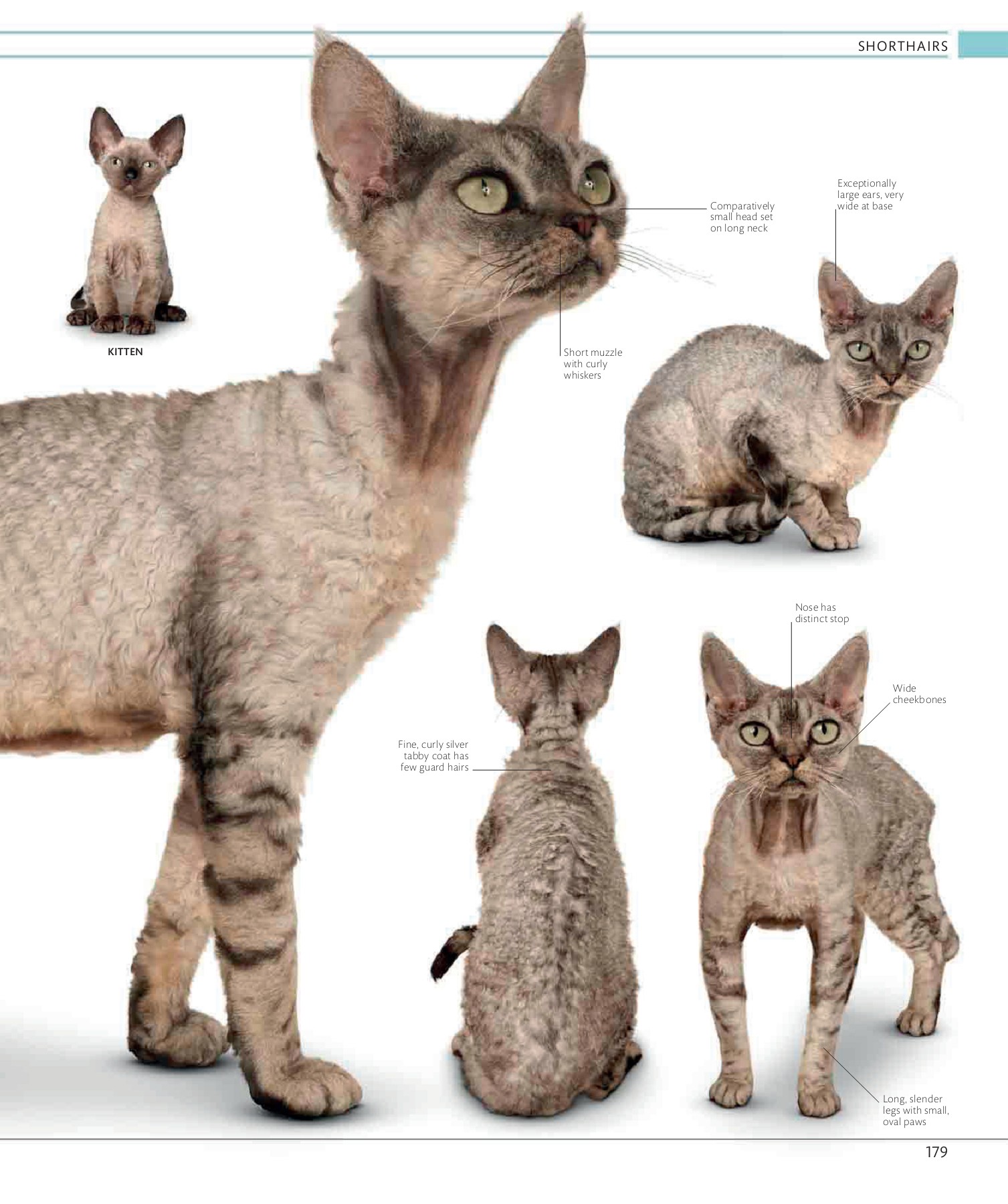 The cat encyclopedia _ the definitive visual guide - Setiowati - Page ...