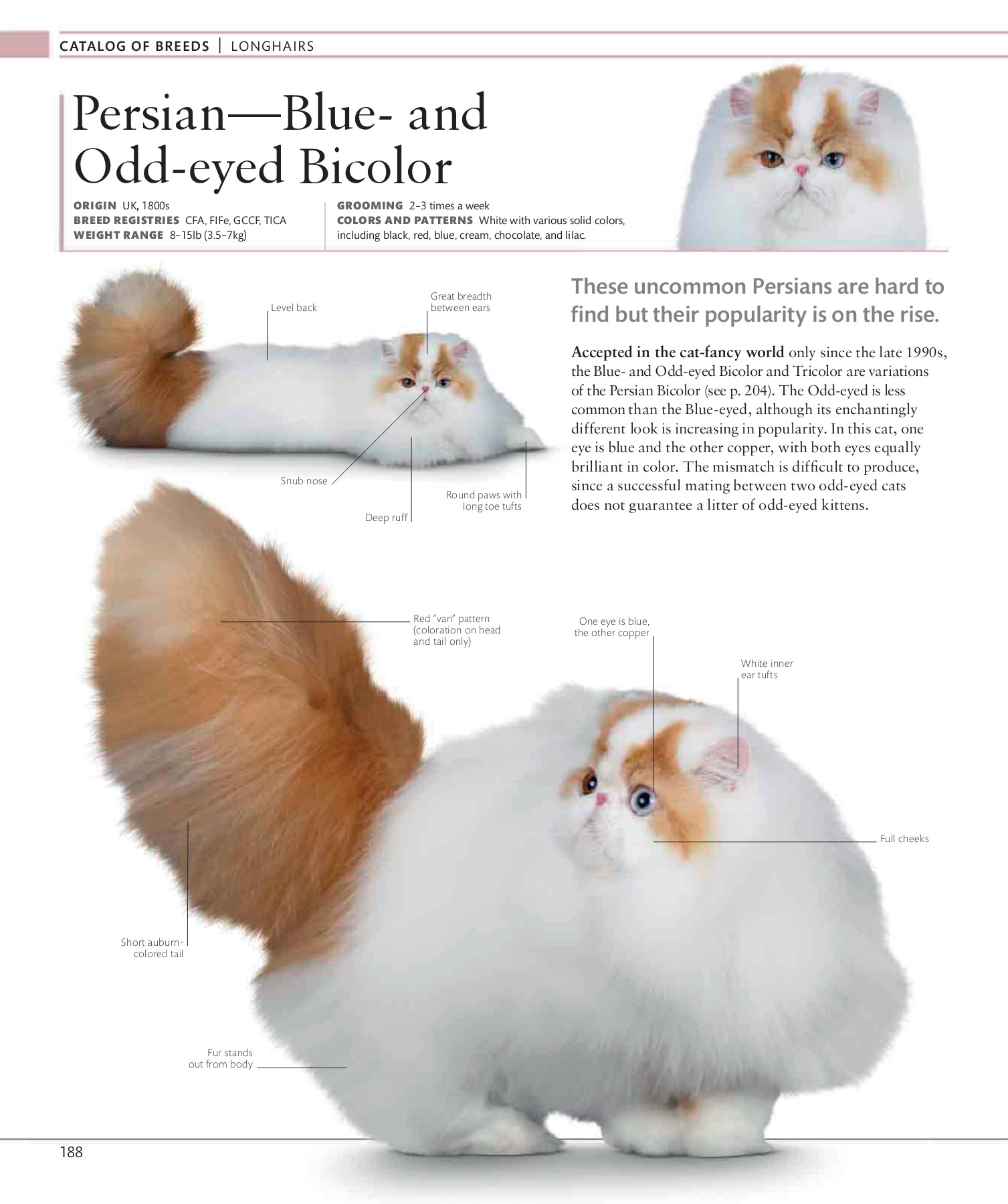 The cat encyclopedia _ the definitive visual guide - Setiowati - Page ...