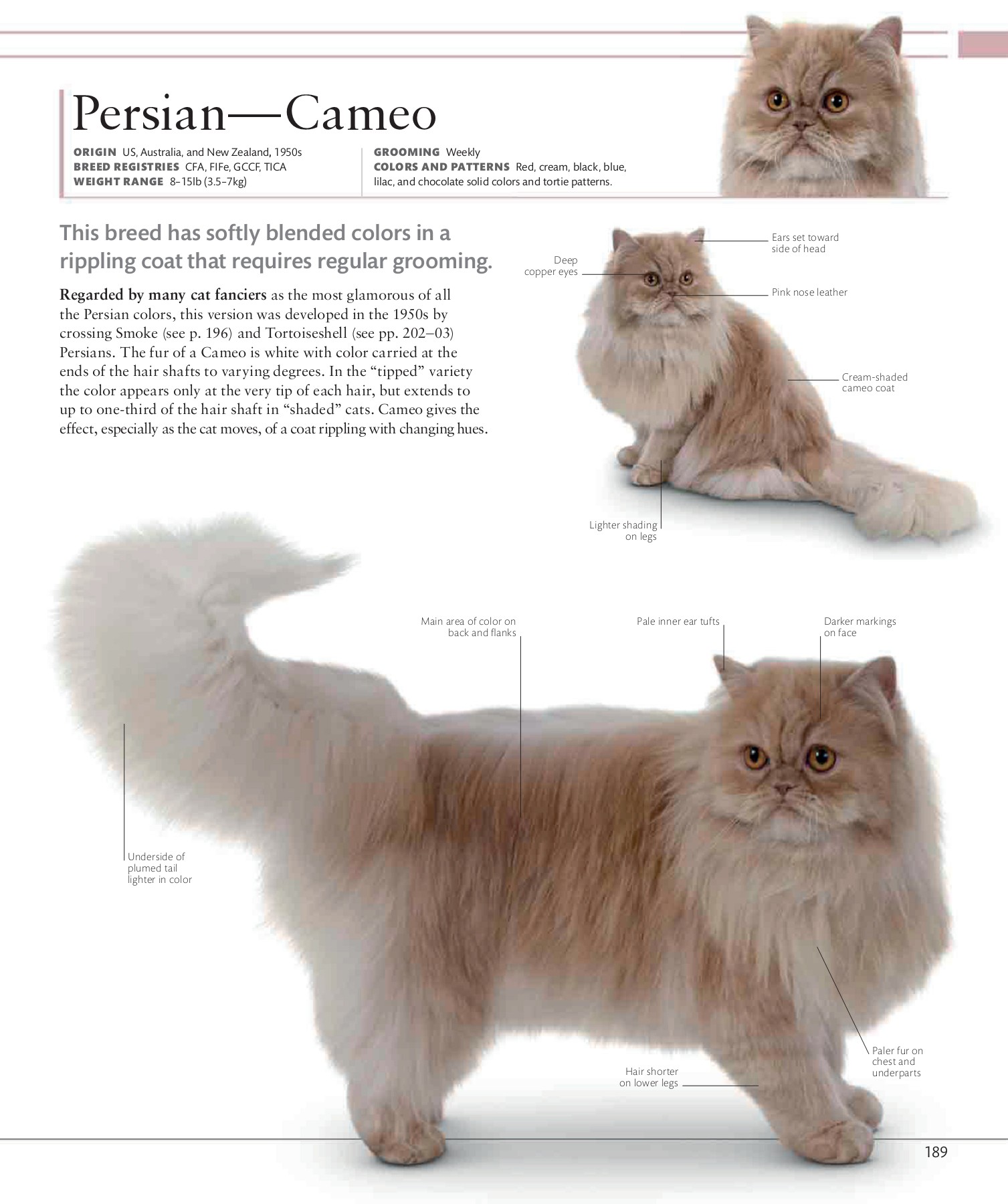 The cat encyclopedia _ the definitive visual guide - Setiowati - Page ...