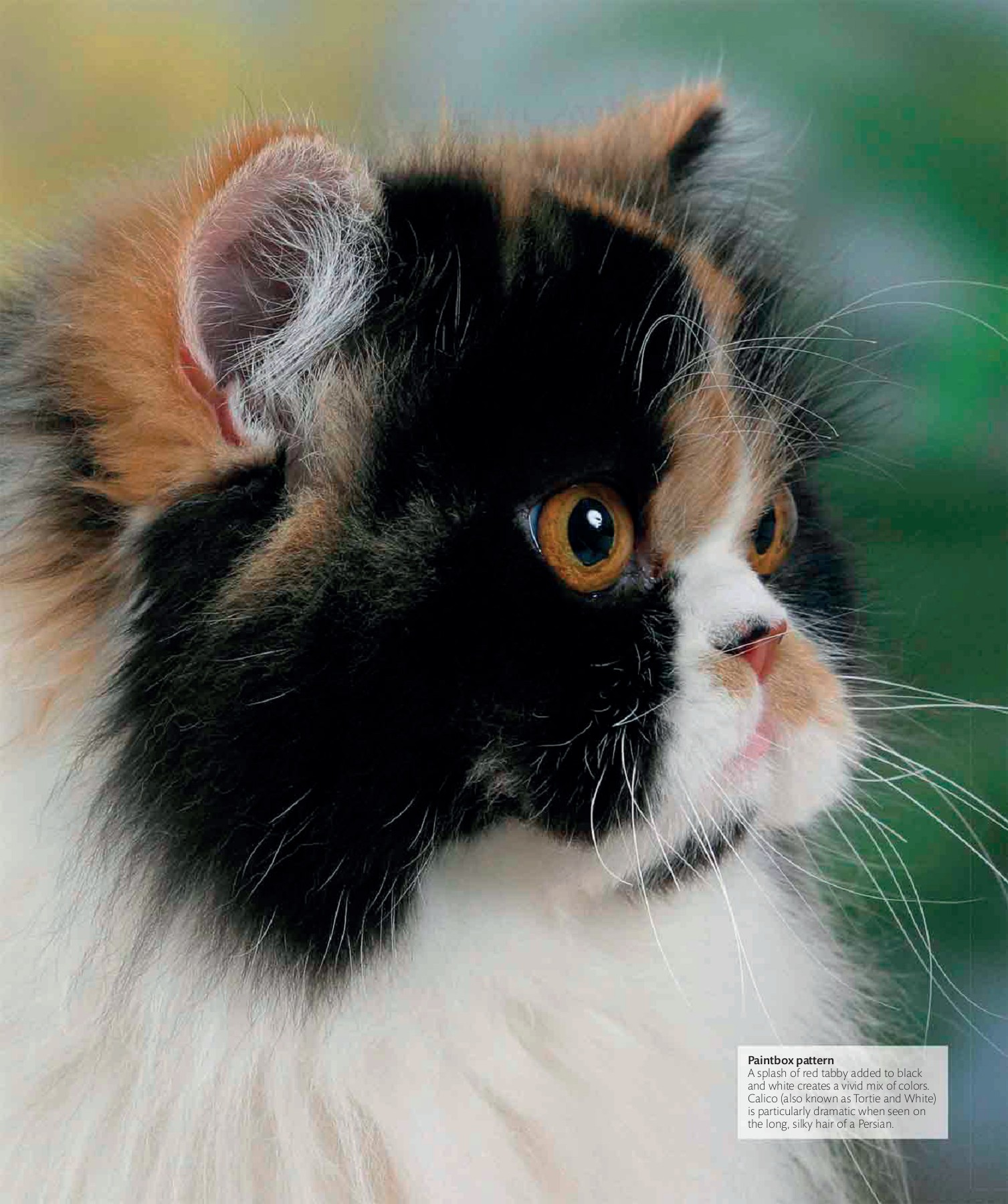 The cat encyclopedia _ the definitive visual guide - Setiowati - Page ...