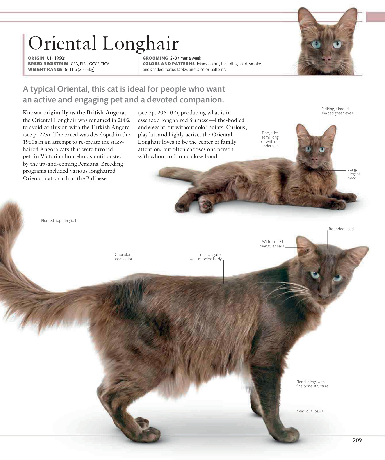The cat encyclopedia _ the definitive visual guide - Setiowati - Page ...