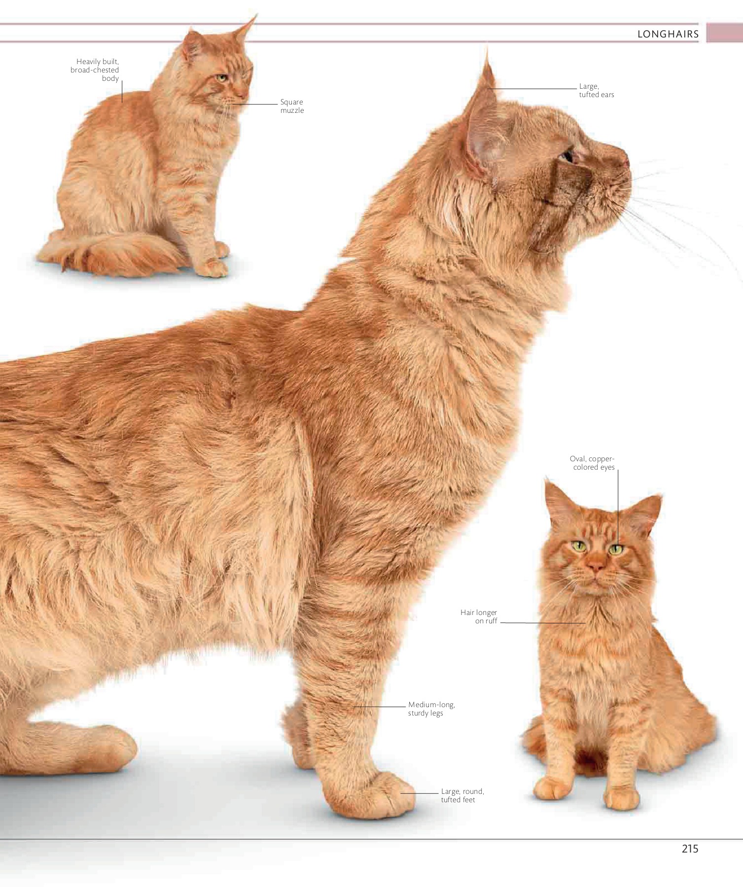 The cat encyclopedia _ the definitive visual guide - Setiowati - Page ...