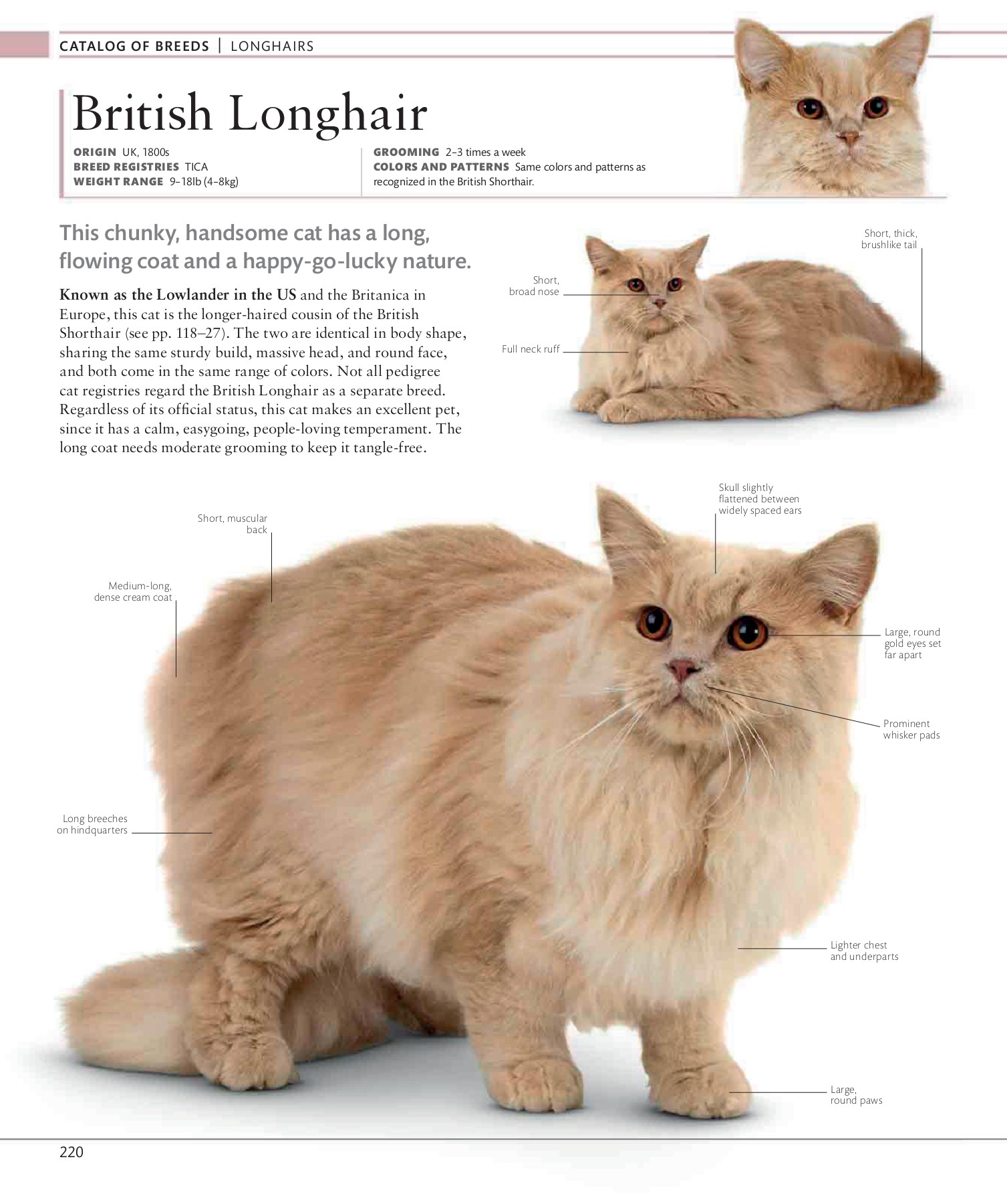 The cat encyclopedia _ the definitive visual guide - Setiowati - Page ...