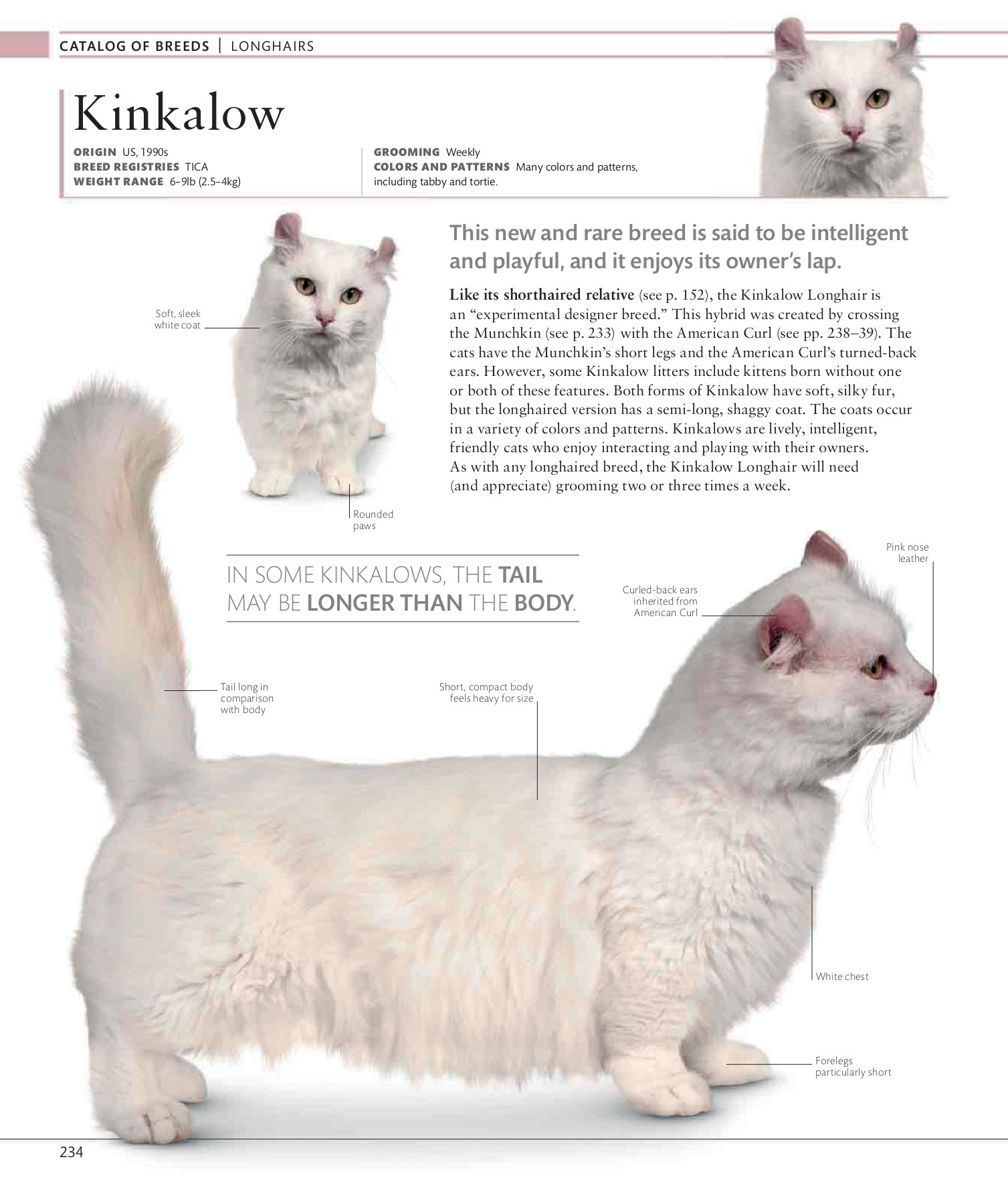 The cat encyclopedia _ the definitive visual guide - Setiowati - Page ...