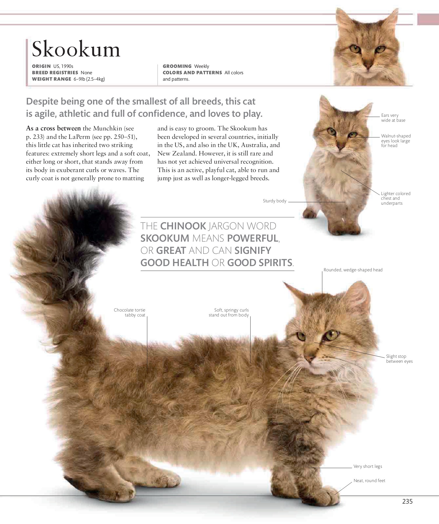 The cat encyclopedia _ the definitive visual guide - Setiowati - Page ...