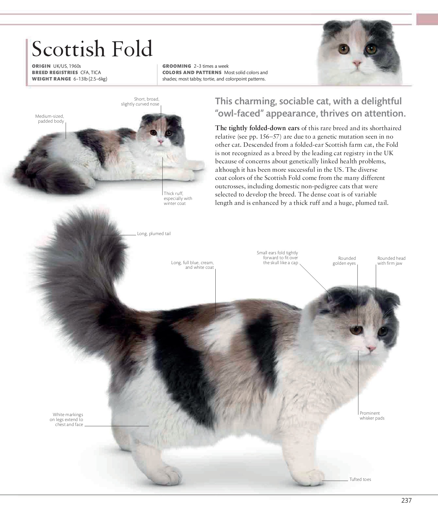 The cat encyclopedia _ the definitive visual guide - Setiowati - Page ...