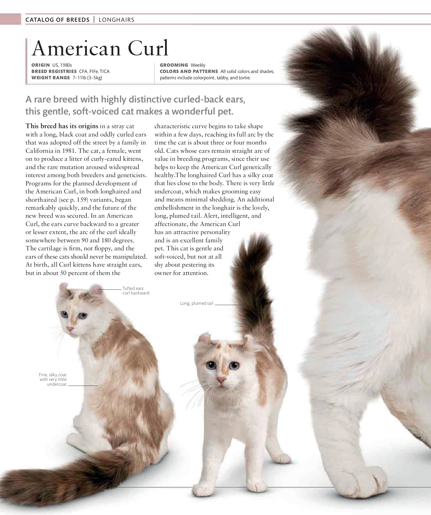 The cat encyclopedia _ the definitive visual guide - Setiowati - Page ...