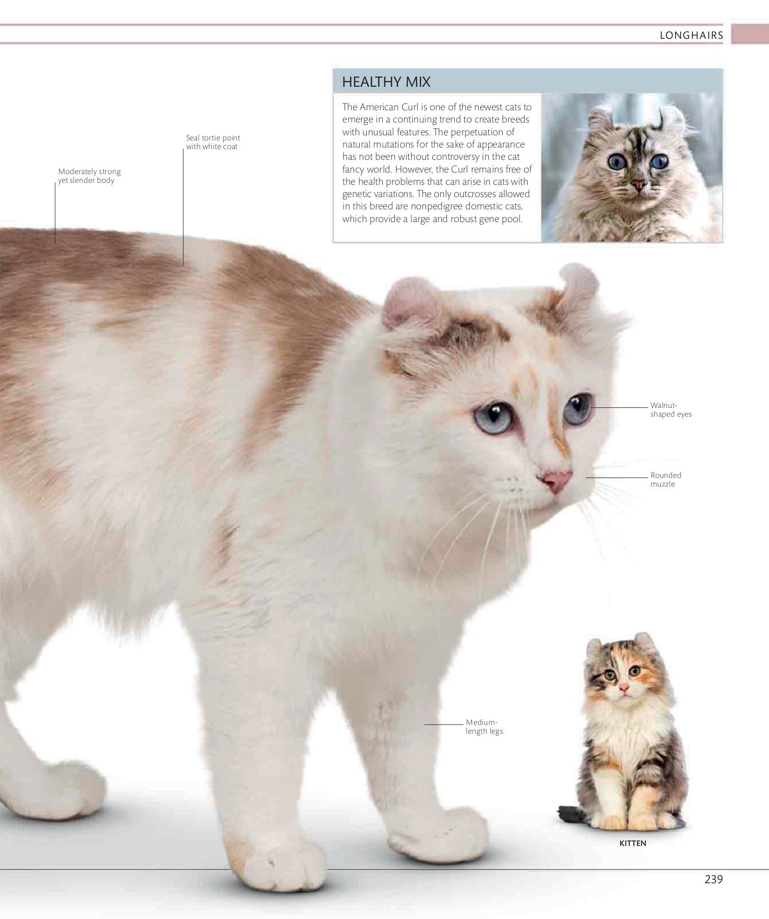 The cat encyclopedia _ the definitive visual guide - Setiowati - Page ...