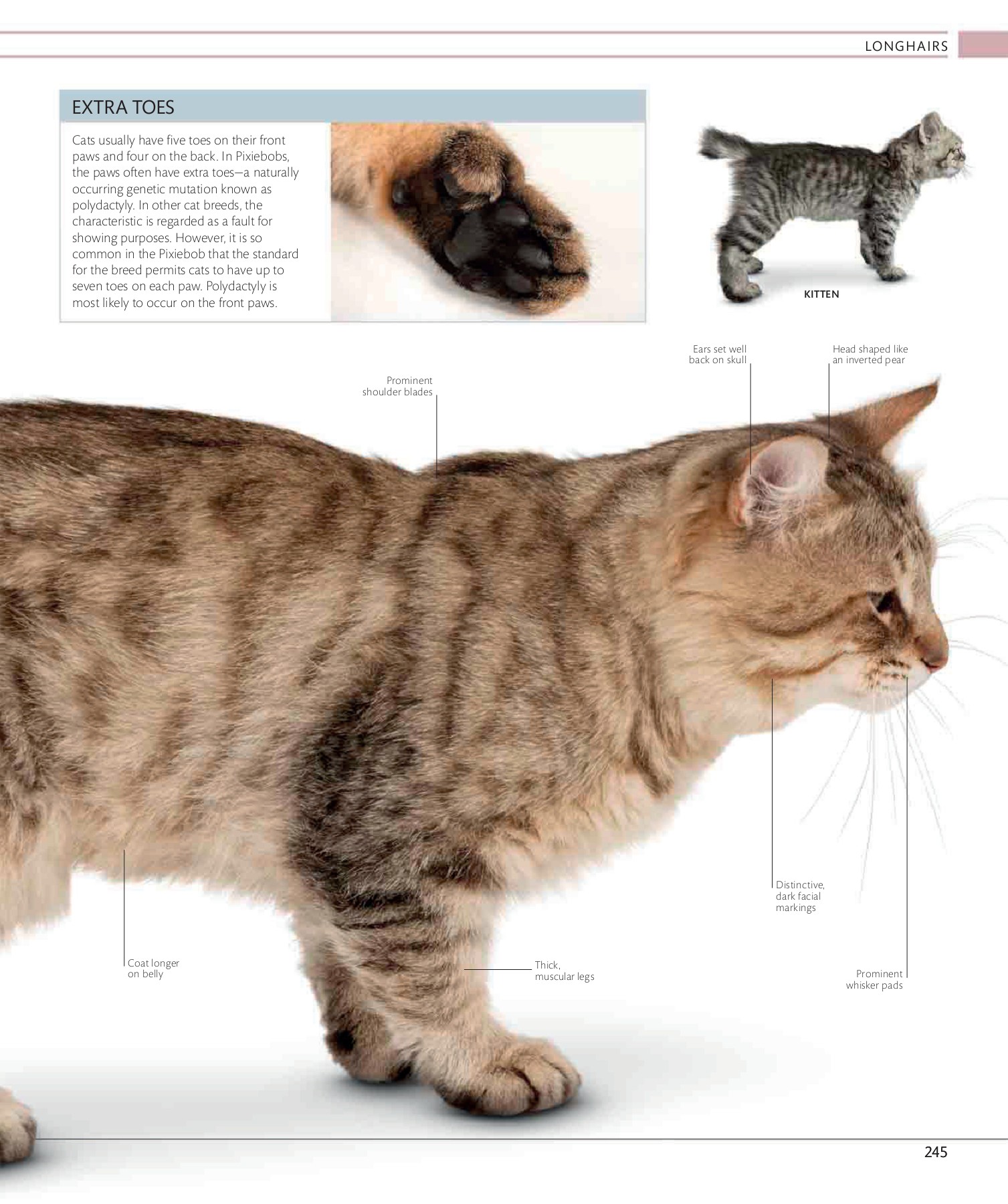 The cat encyclopedia _ the definitive visual guide - Setiowati - Page ...