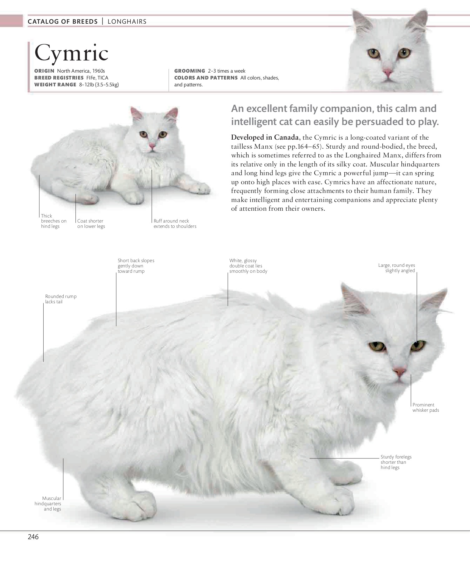 The cat encyclopedia _ the definitive visual guide - Setiowati - Page 248 | Flip PDF Online ...