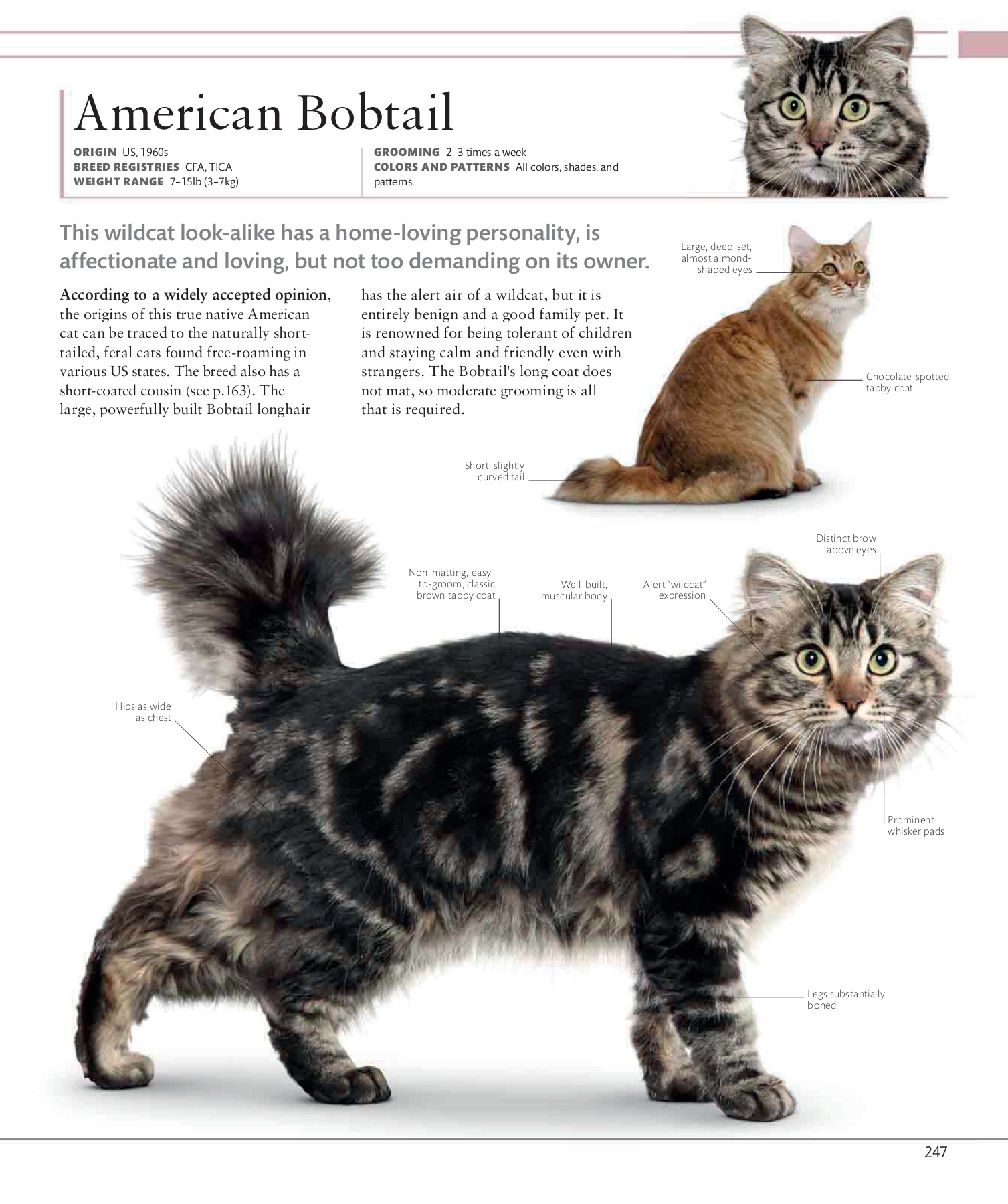 The cat encyclopedia _ the definitive visual guide - Setiowati - Page ...