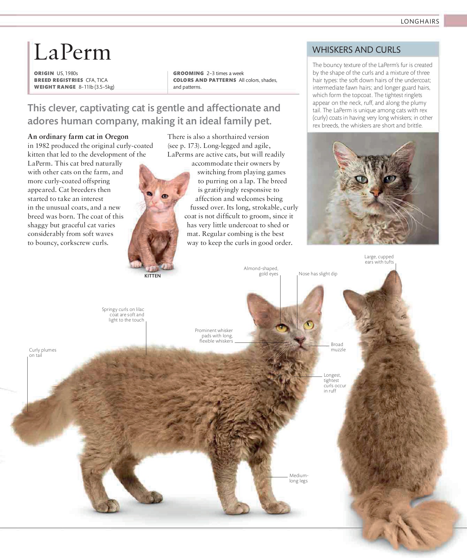 The cat encyclopedia _ the definitive visual guide - Setiowati - Page ...