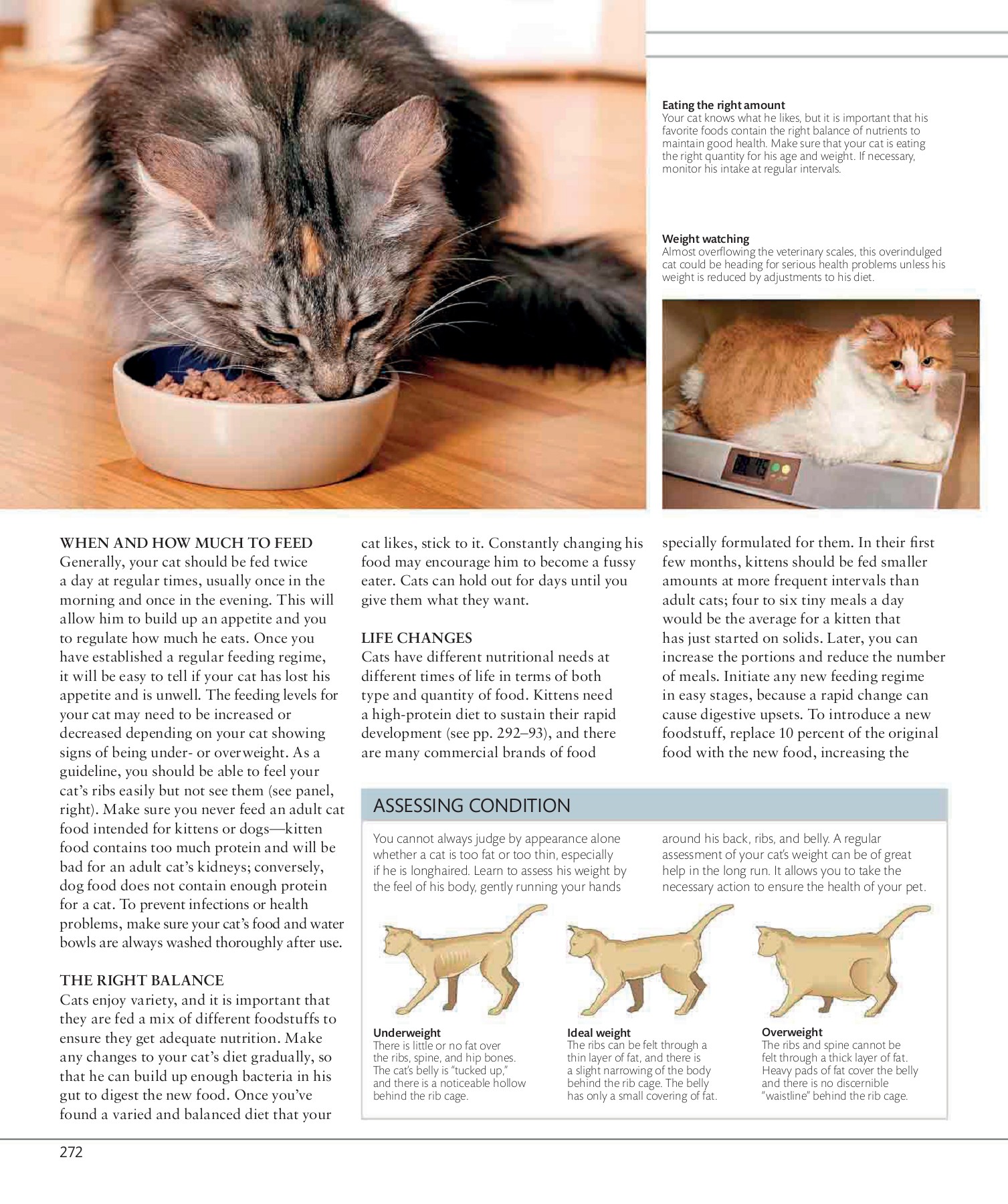 The cat encyclopedia _ the definitive visual guide - Setiowati - Page ...