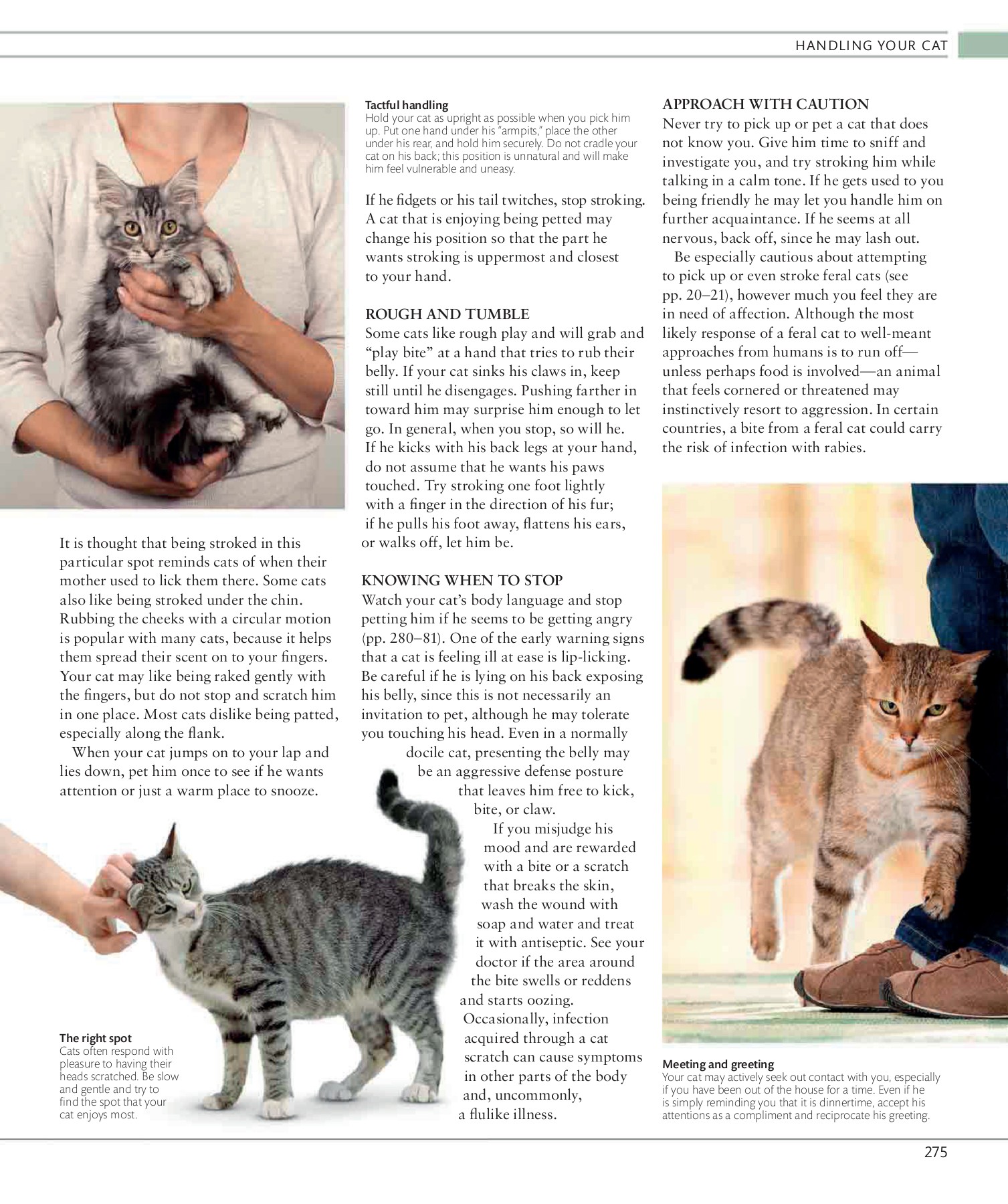 The cat encyclopedia _ the definitive visual guide - Setiowati - Page ...