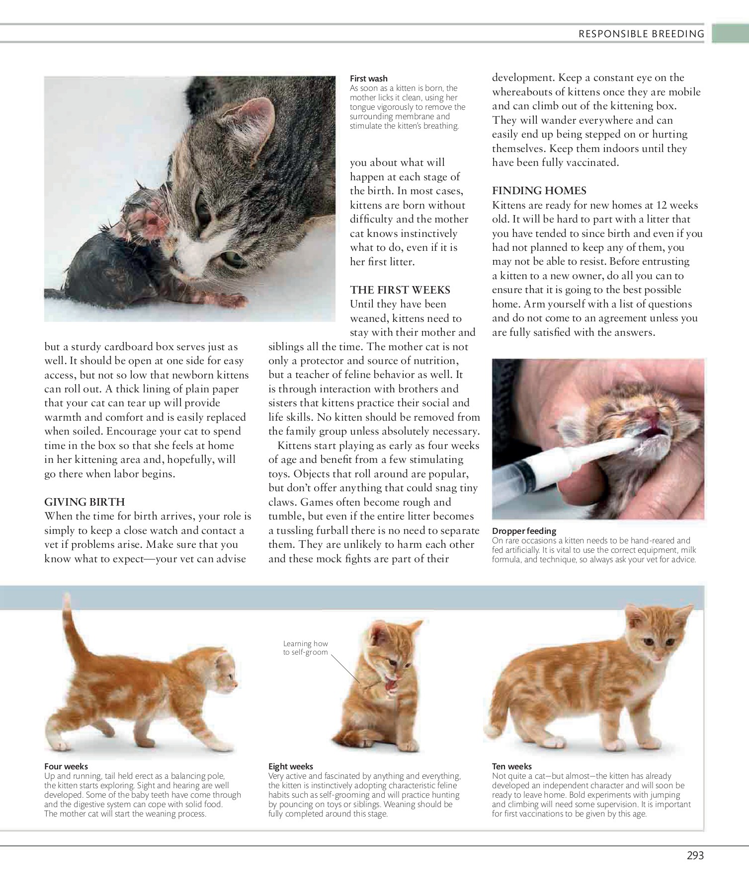 The cat encyclopedia _ the definitive visual guide - Setiowati - Page 295 | Flip PDF Online ...