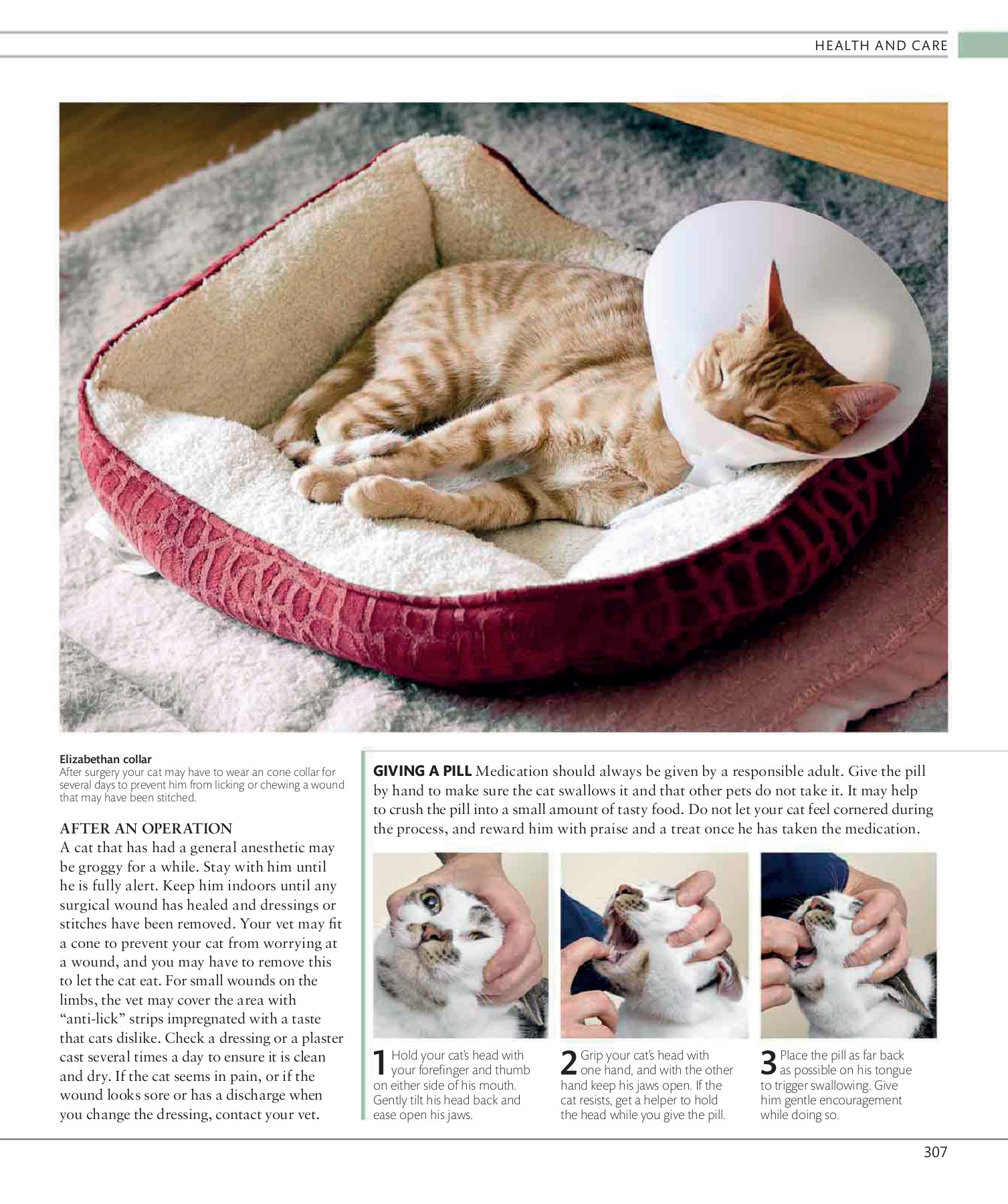 The cat encyclopedia _ the definitive visual guide - Setiowati - Page 309 | Flip PDF Online ...