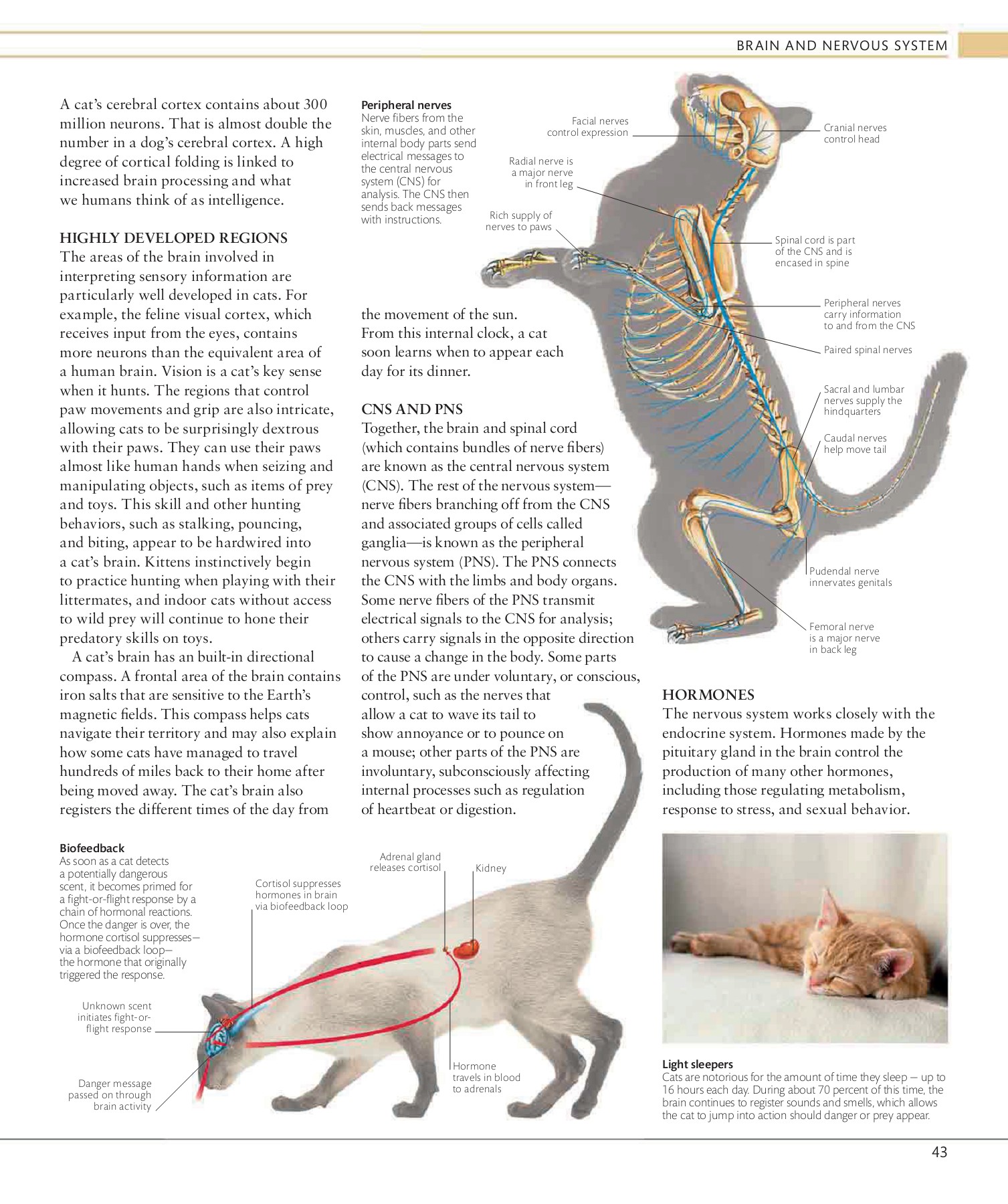The cat encyclopedia _ the definitive visual guide - Setiowati - Page ...