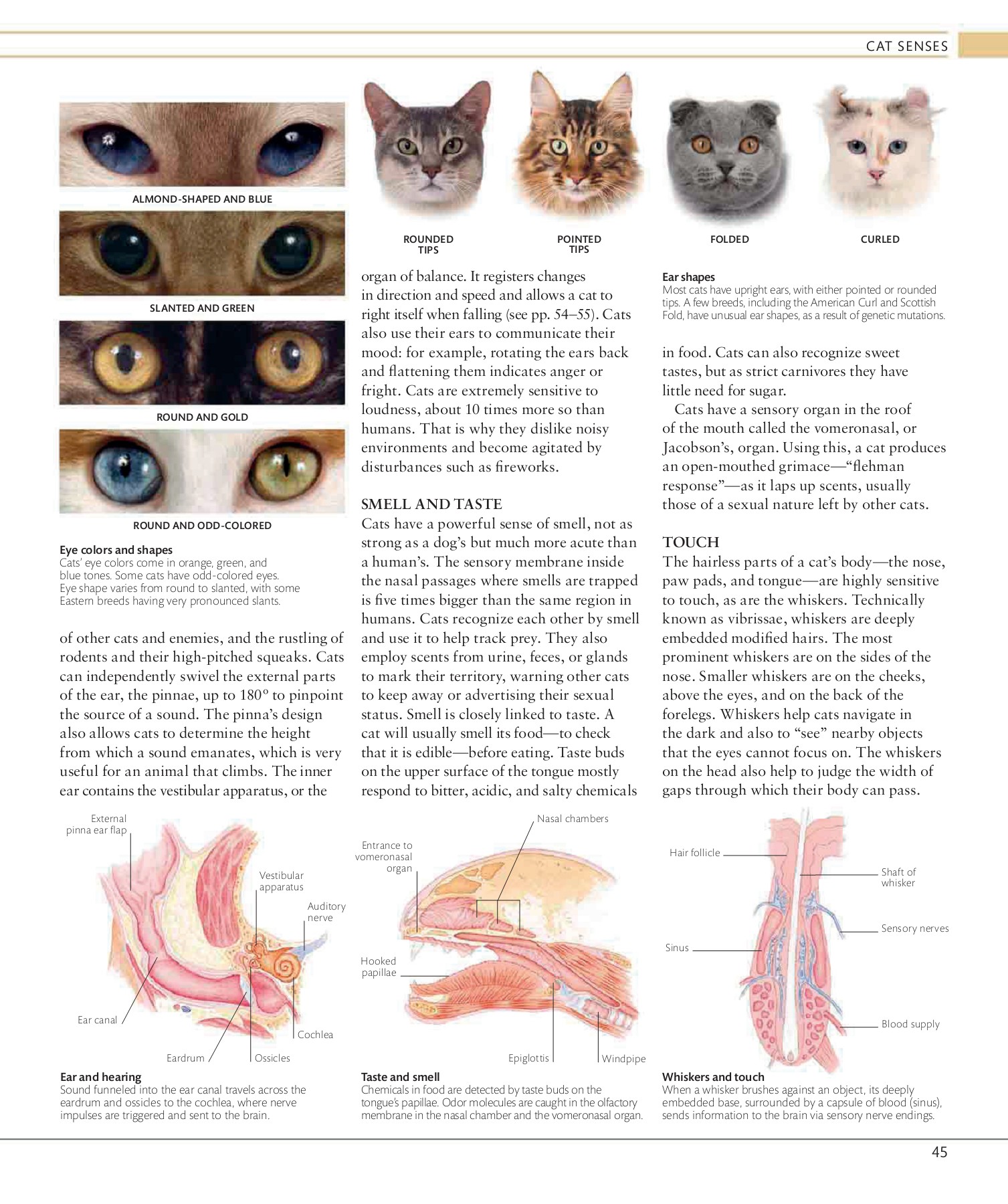 The cat encyclopedia _ the definitive visual guide - Setiowati - Page ...