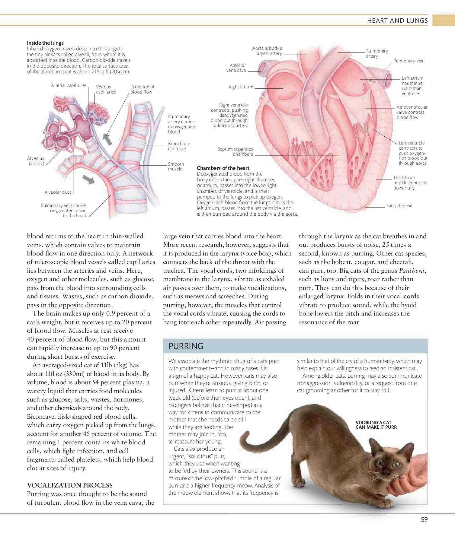 The cat encyclopedia _ the definitive visual guide - Setiowati - Page ...