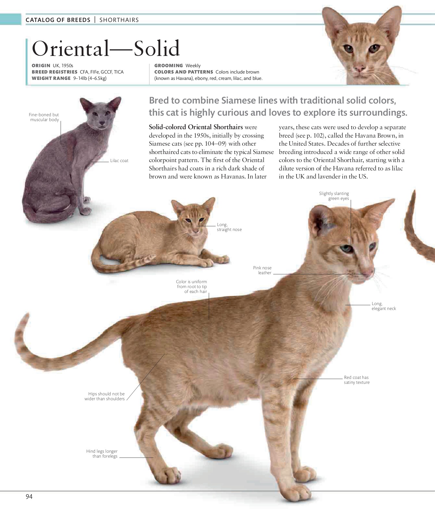 The cat encyclopedia _ the definitive visual guide - Setiowati - Page ...