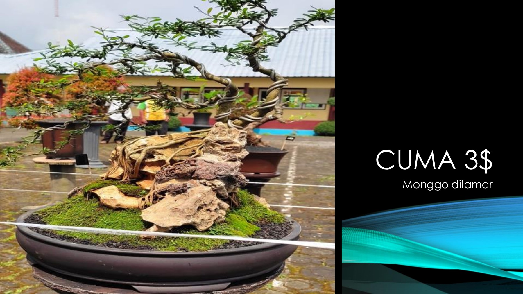 bonsai q 2022 - Copy mau ke pdf - Abidin Fand - Page 2 | Flip PDF ...