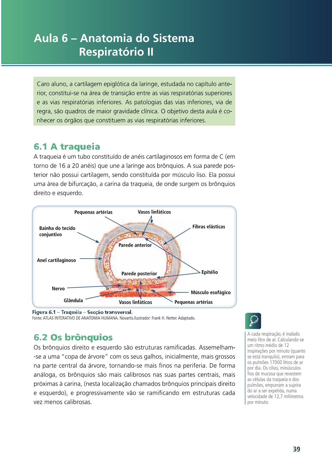 ENFERMAGEM - APOSTILA ANATOMIA E FISIOLOGIA - alancarlosprofissional - Página 29 | PDF Online ...