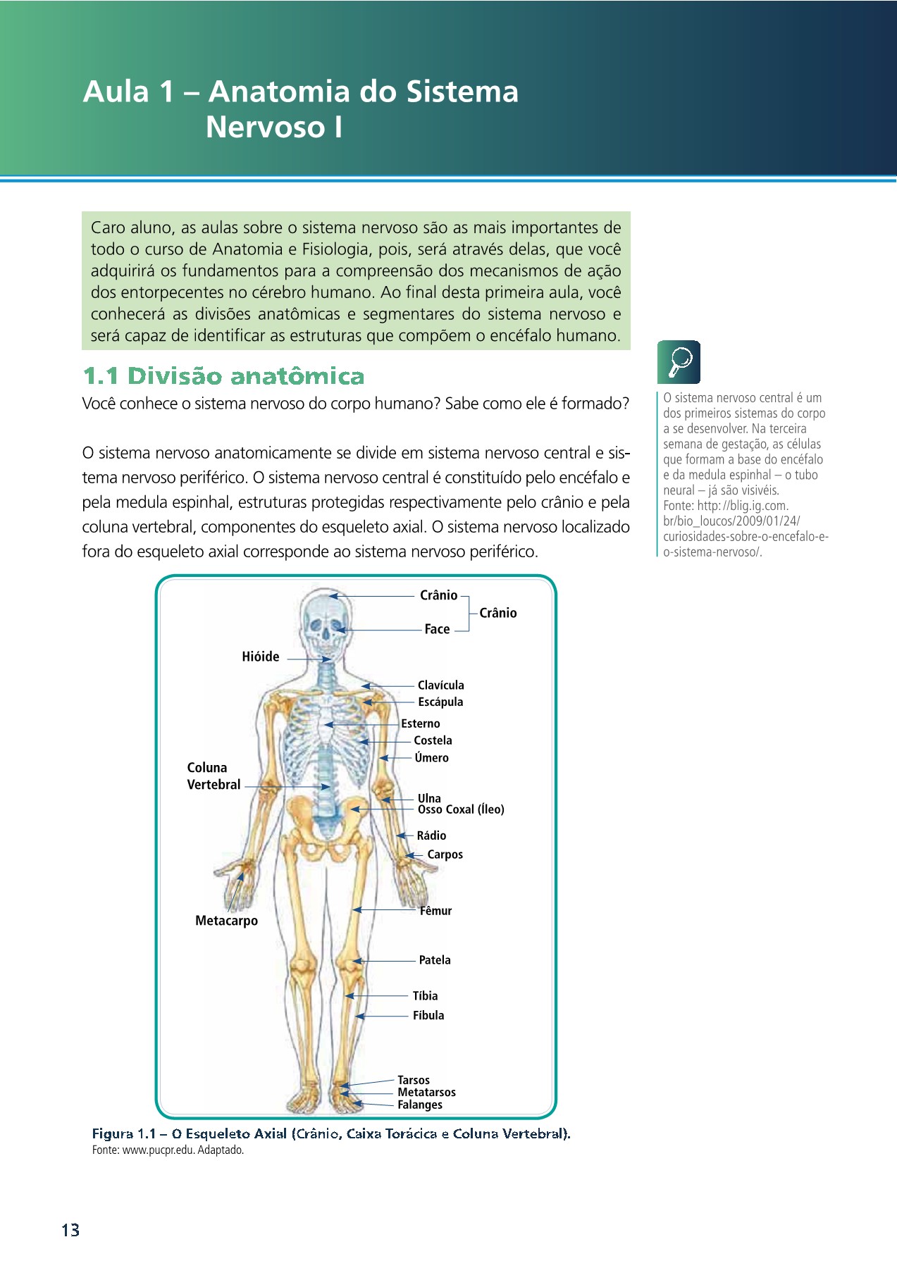 ENFERMAGEM - APOSTILA ANATOMIA E FISIOLOGIA 2 - alancarlosprofissional ...