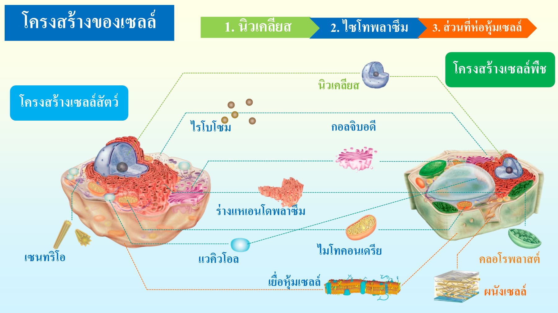 ppt เรื่อง โครงสร้างของเซลล์ ม.1 - กรรณิการ์ เพียป้อง - Page 12 | Flip PDF Online | PubHTML5