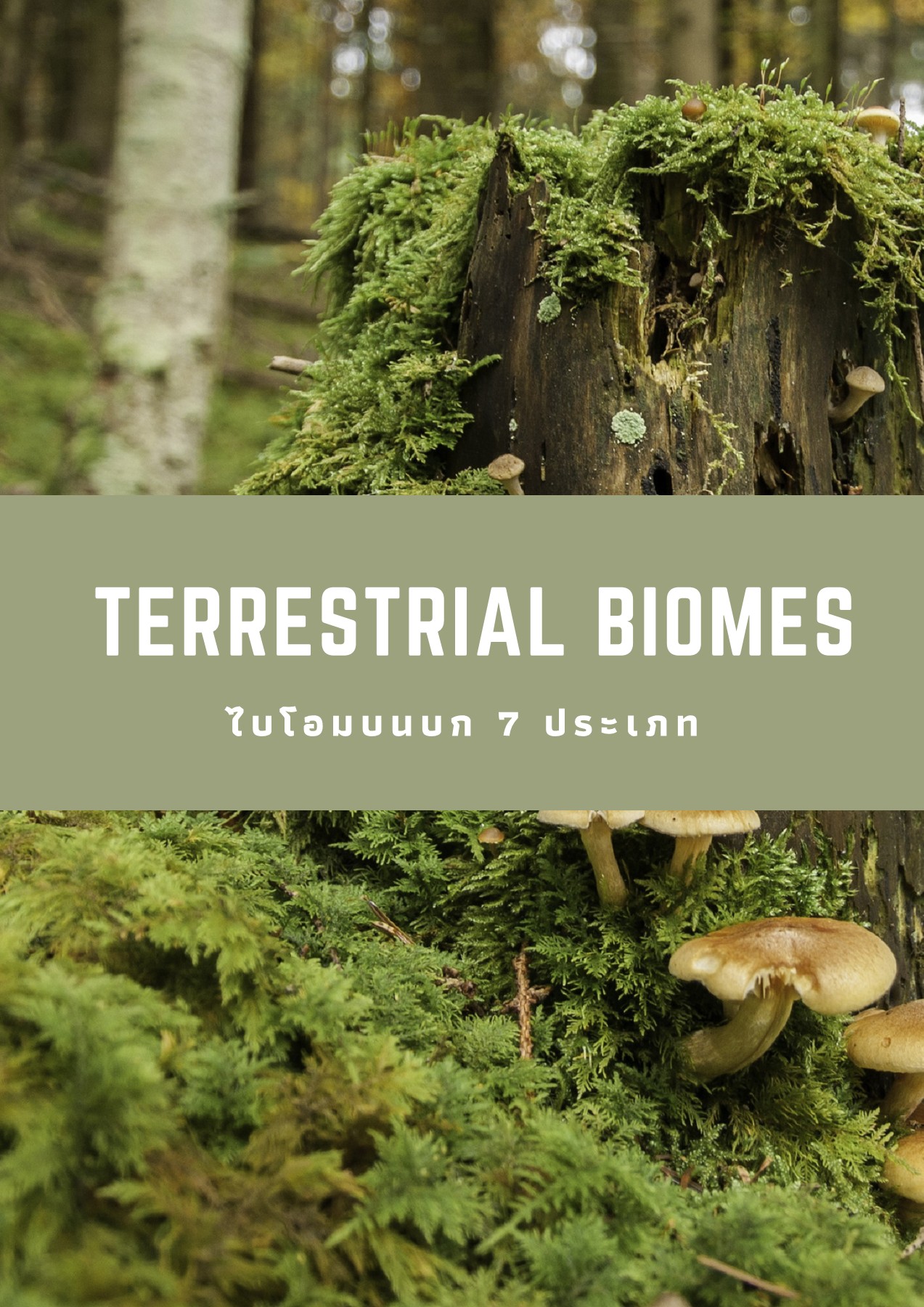 Terrestrial Biomes - jerfiebelle - หน้าหนังสือ 1 - 16 | พลิก PDF ...