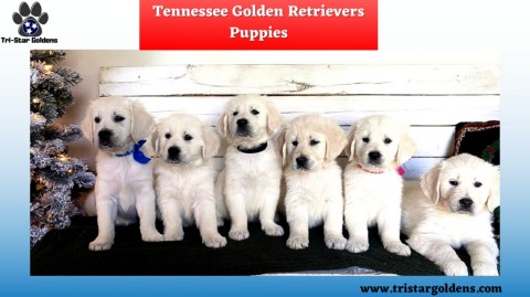 Get one of the best Tennessee Golden Retrievers Puppies the most ...
