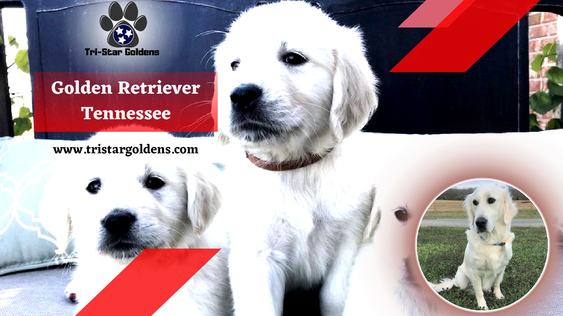 The Incredible Impact of Tennessee's Golden Retriever - Tristar Goldens ...