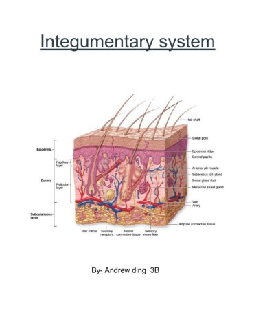 Integumentary system Flip book- Andrew ding - Andrew Ding - Page 1 - 7 ...