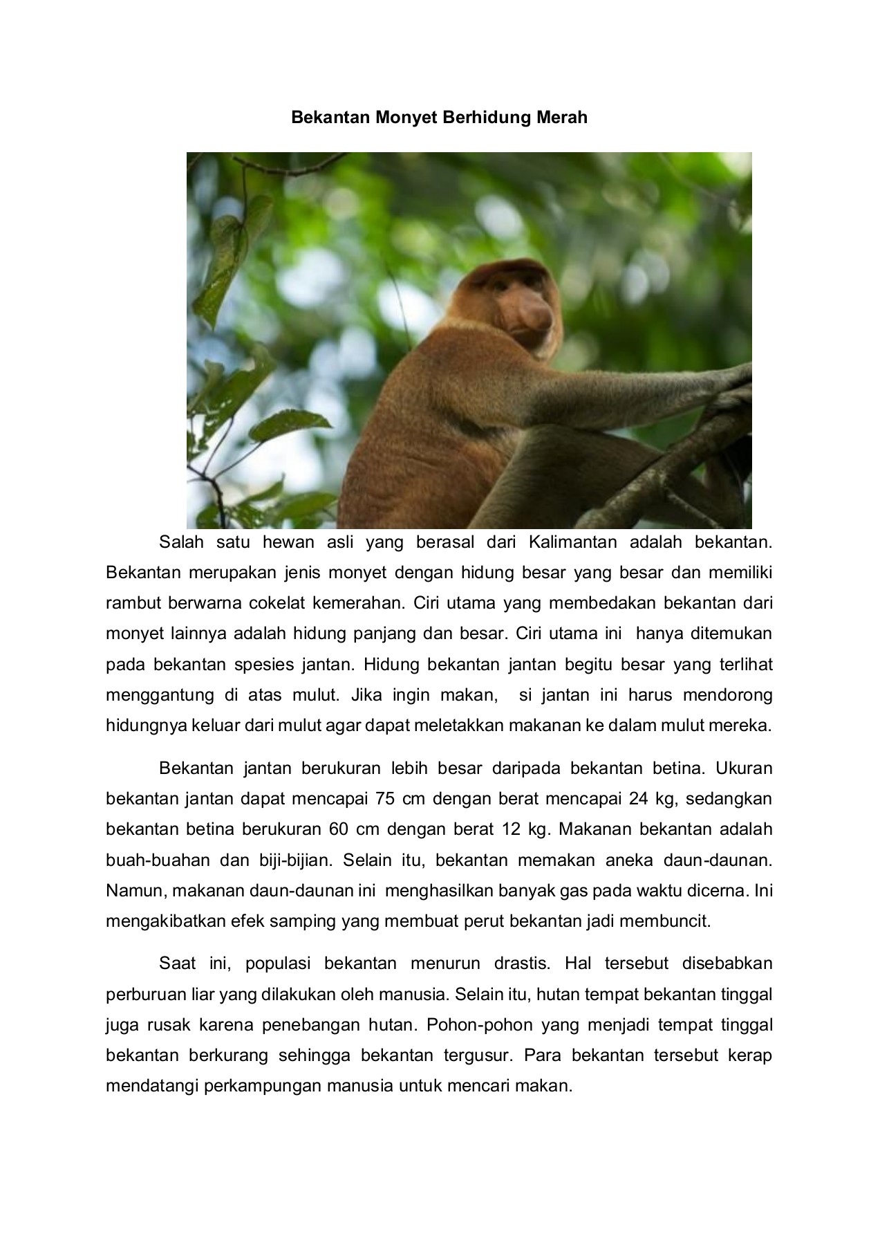 Bekantan Monyet Berhidung Merah - sdnsatucepiring - Halaman 1 - 2 | PDF ...