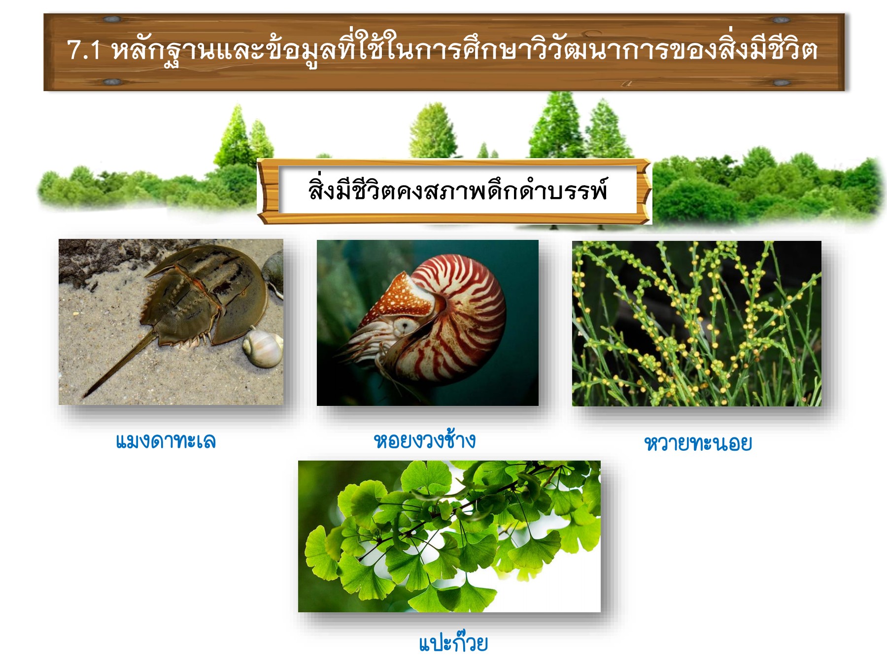 หลักฐานและข้อมููลที่ใช้ในการศึกษาวิวัฒนาการของสิ่งมีชีวิต - patcharee.in - หน้าหนังสือ 8 | พลิก ...