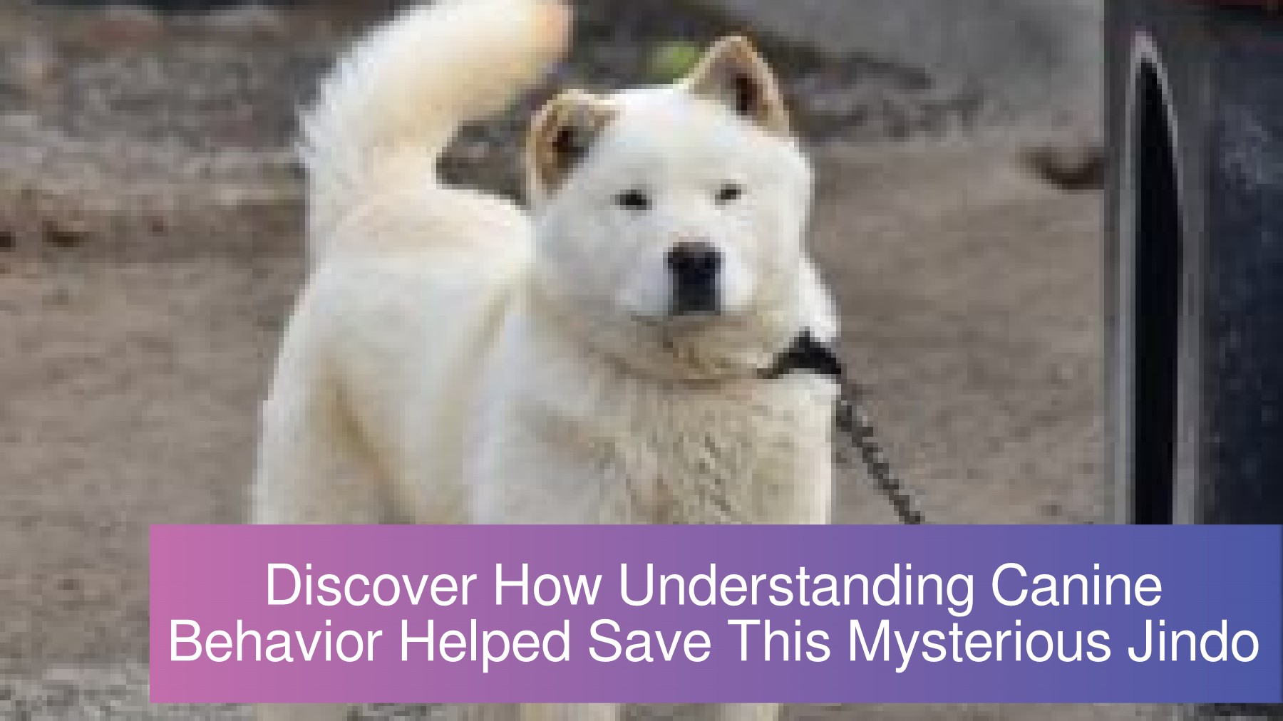Discover How Understanding Canine Behaviour Helped Save This Mysterious Jindo - francis - Page 1 ...