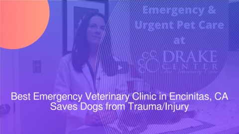 Best Emergency Veterinary Clinic in Encinitas, CA Saves Dogs from ...